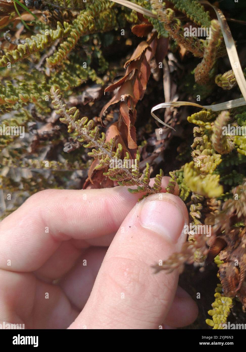lace lip fern (Myriopteris gracillima Stock Photo - Alamy
