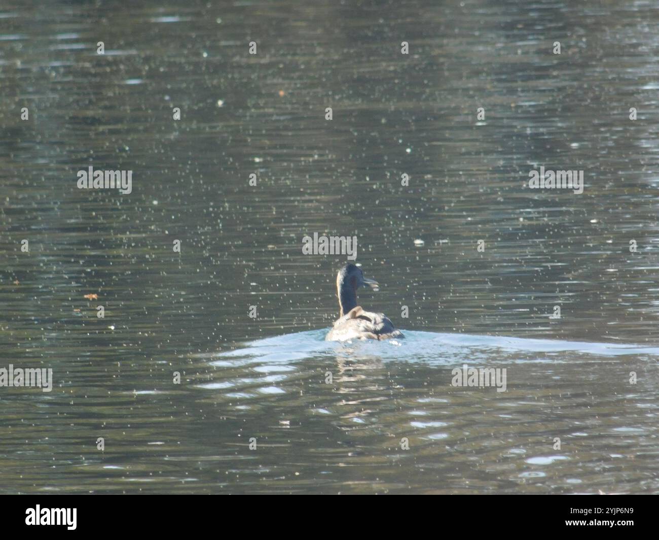 Great Grebe (Podiceps major Stock Photo - Alamy