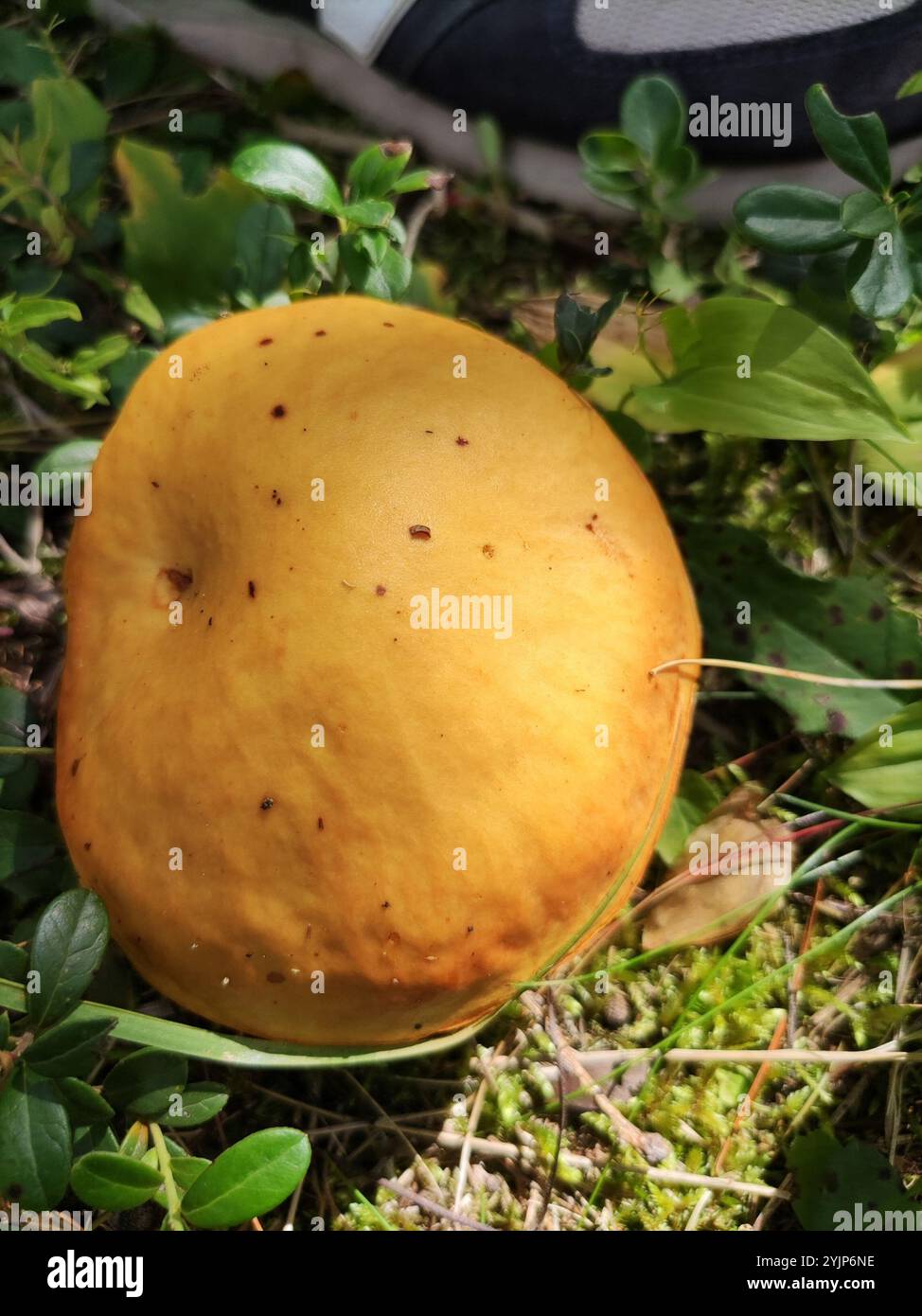 Larch Bolete (Suillus grevillei Stock Photo - Alamy