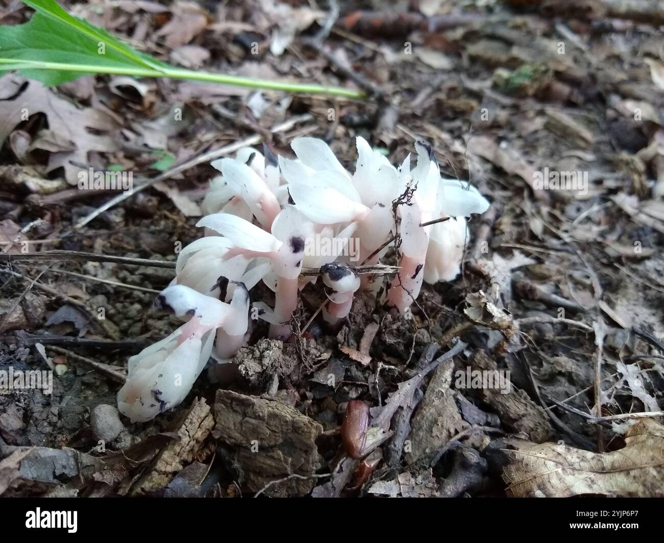 Ghost Pipe (Monotropa uniflora Stock Photo - Alamy