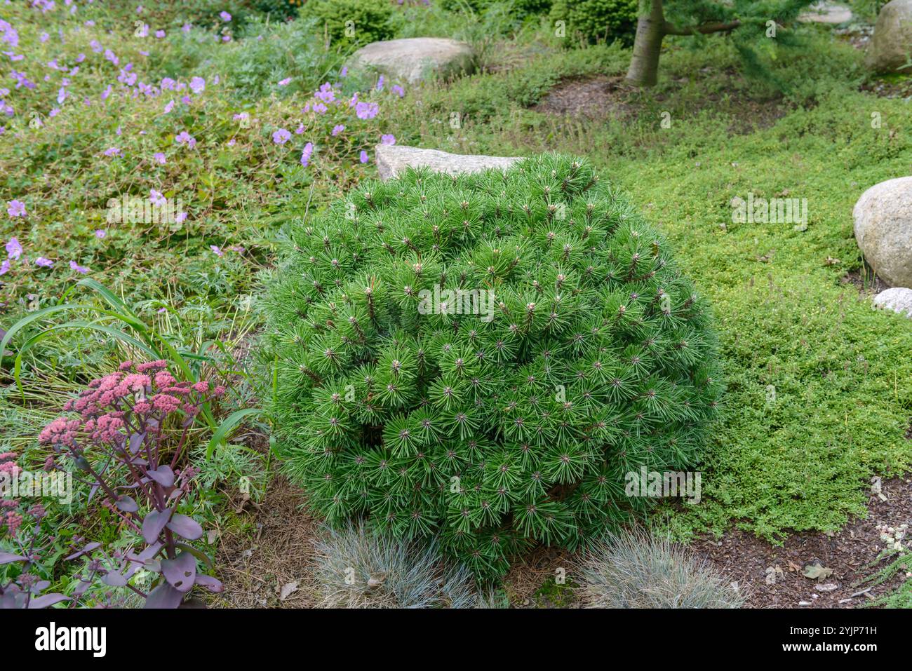 Krummholz-Kiefer, Pinus mugo Gruene Welle, Krummholz pine, Pinus mugo ...