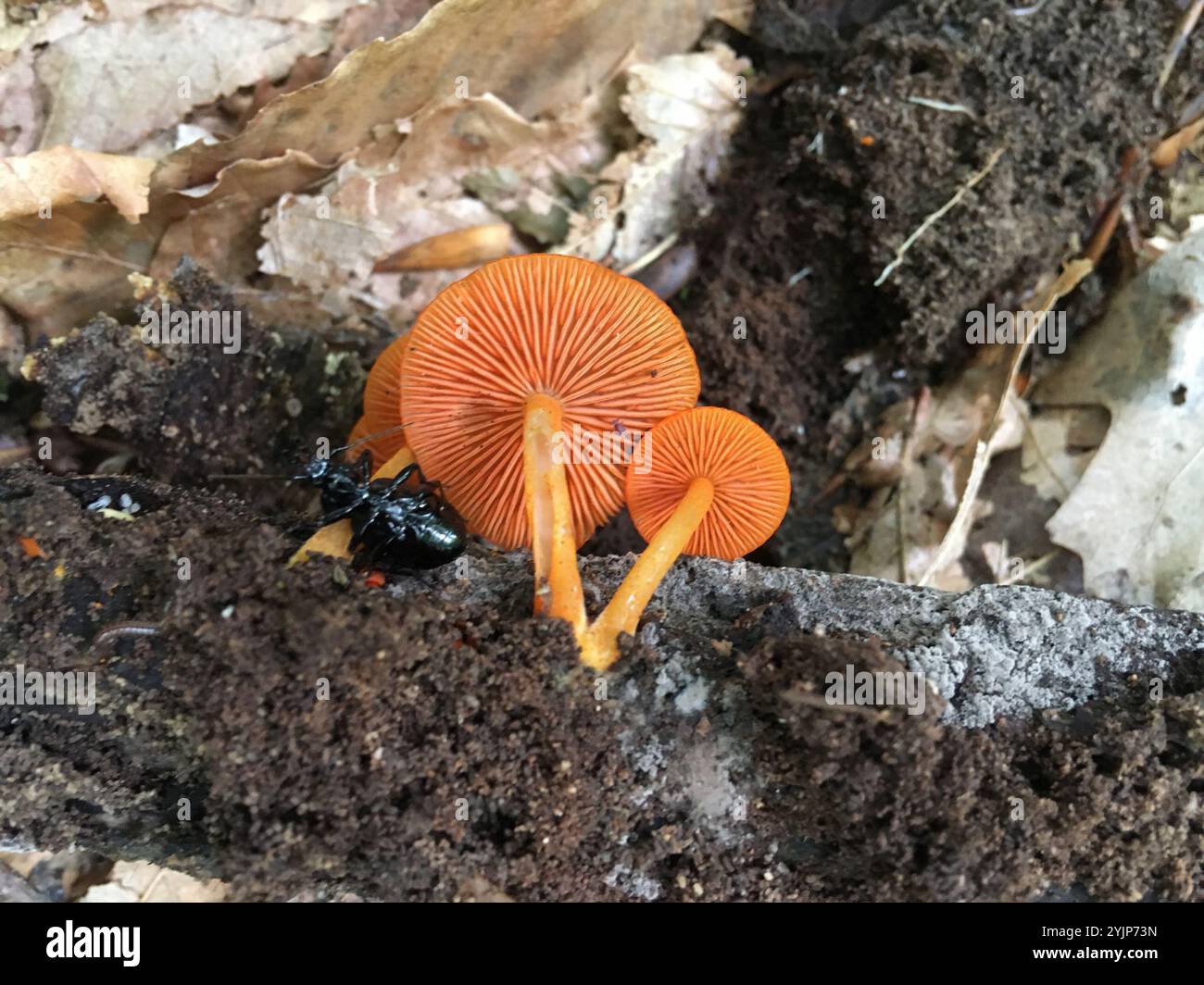 orange mycena (Mycena leaiana Stock Photo - Alamy
