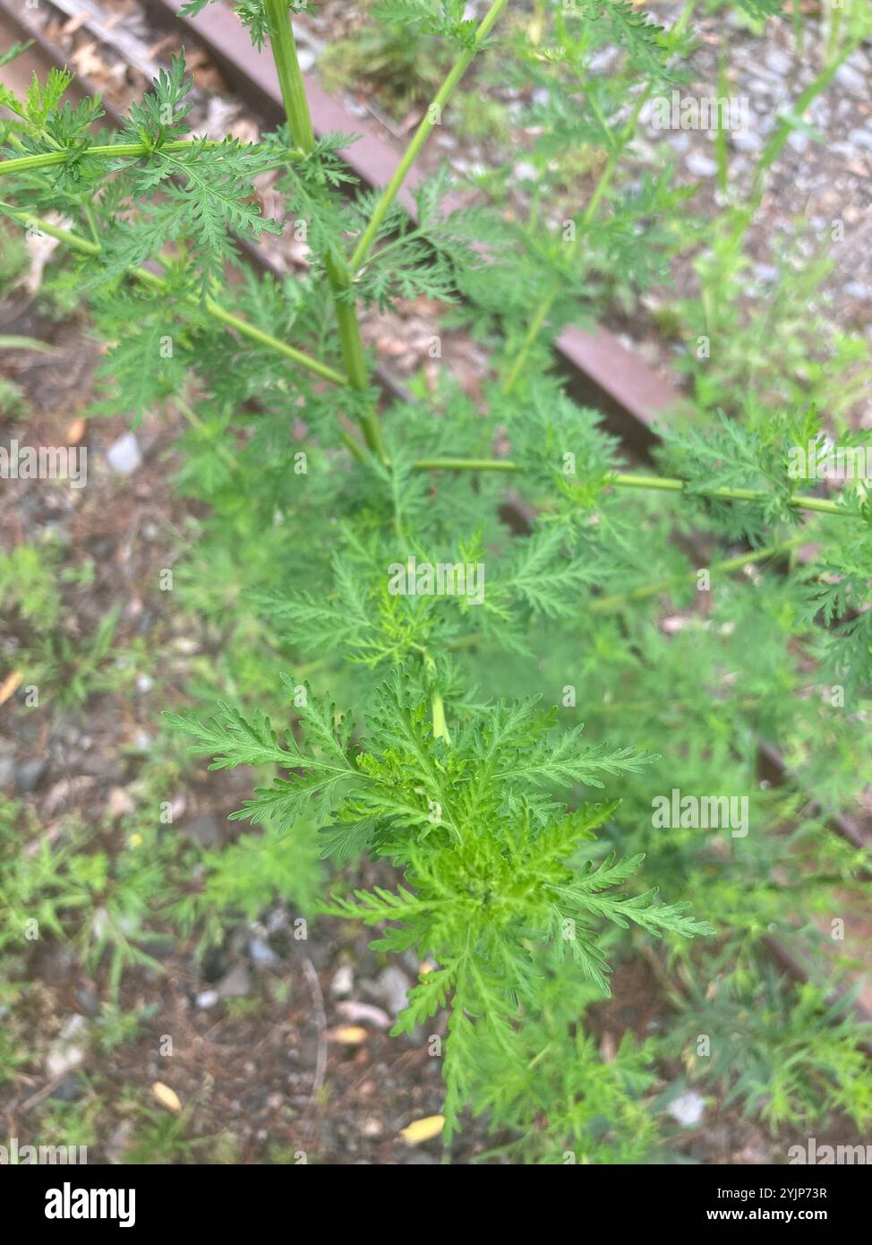 sweet annie (Artemisia annua Stock Photo - Alamy