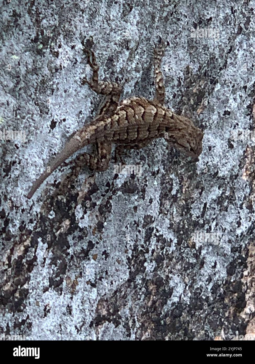 Prairie Lizard (Sceloporus consobrinus Stock Photo - Alamy