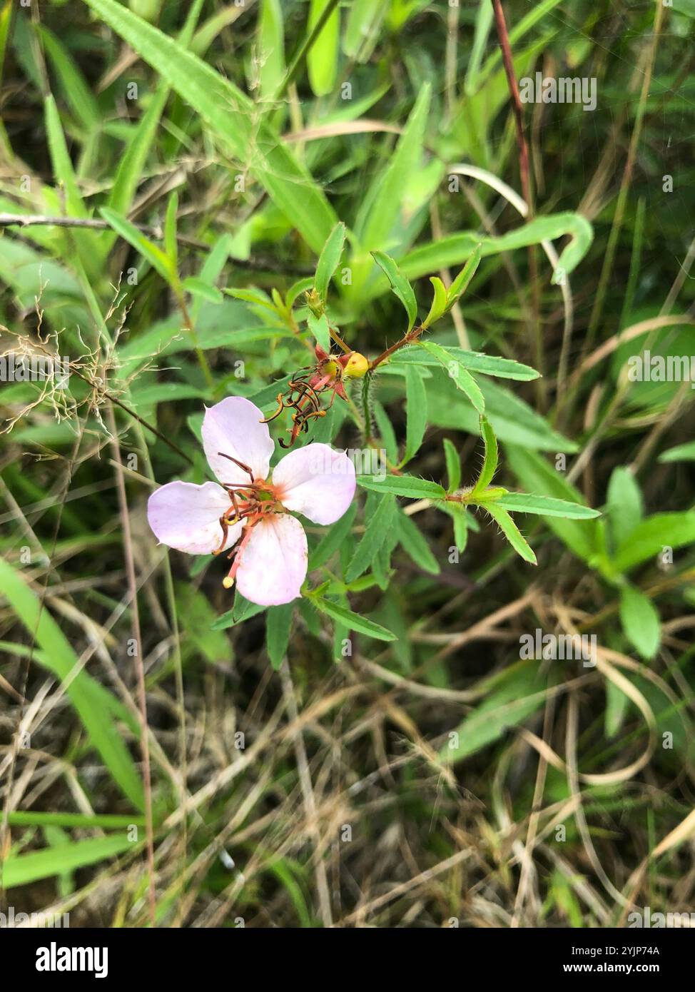 Maryland meadowbeauty (Rhexia mariana Stock Photo - Alamy