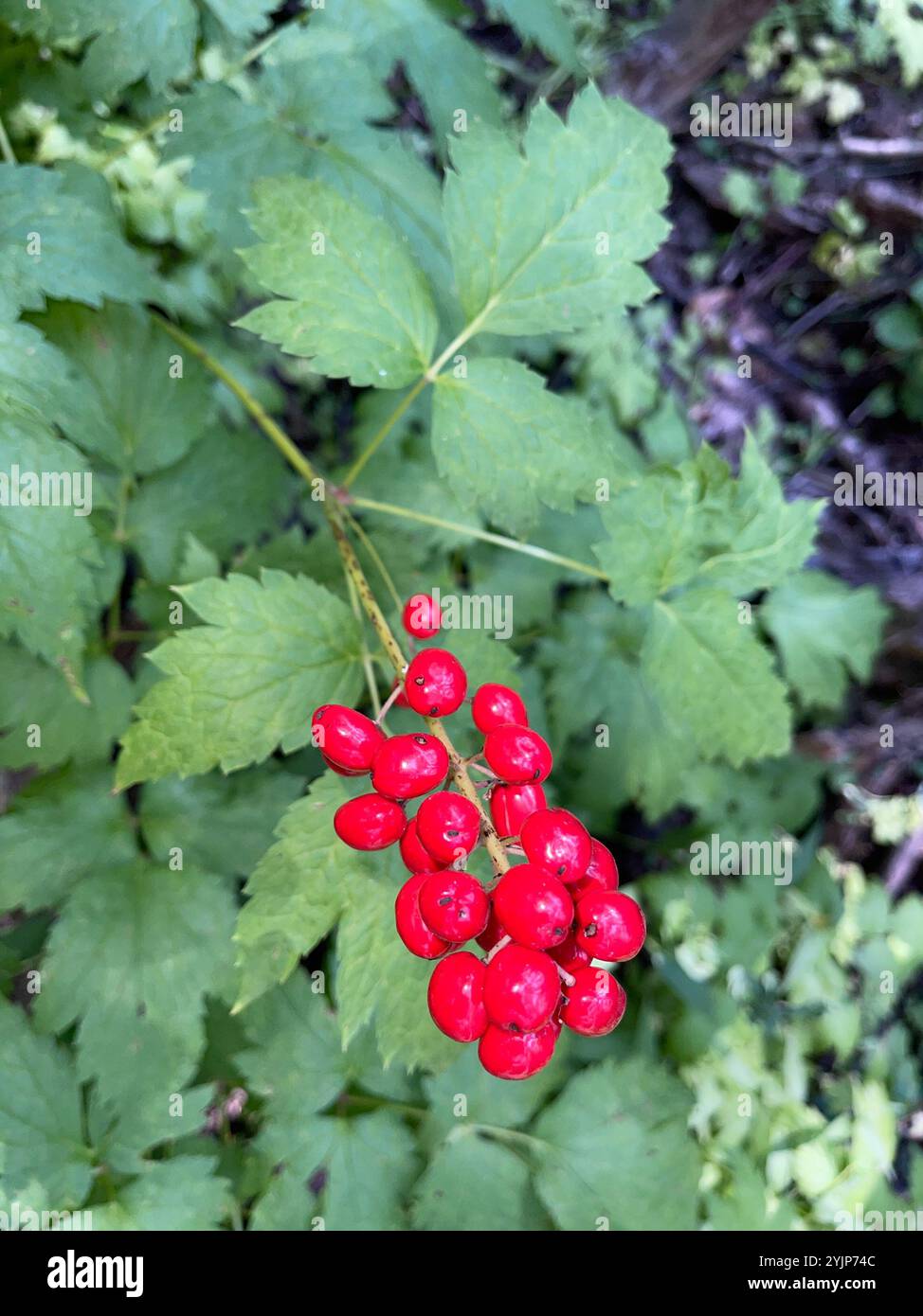 red baneberry (Actaea rubra Stock Photo - Alamy