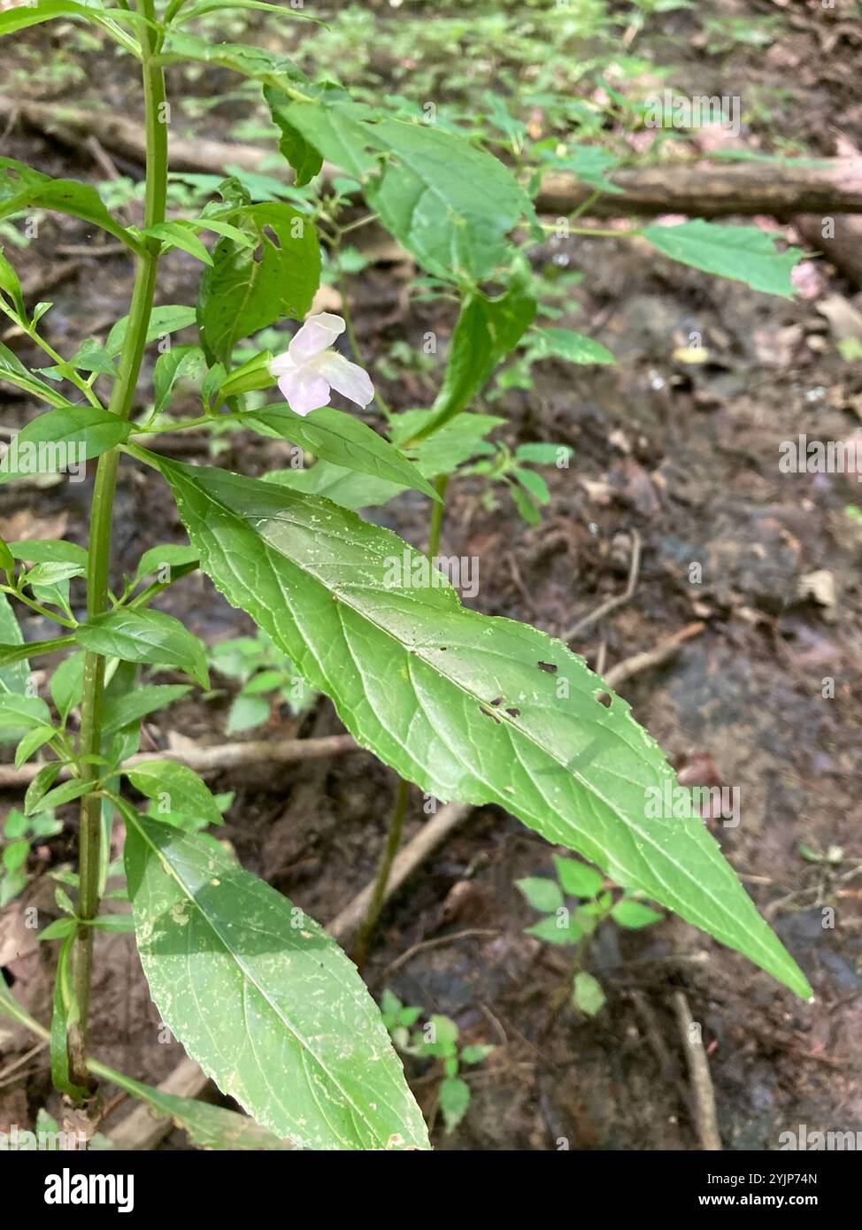 sharpwing monkeyflower (Mimulus alatus Stock Photo - Alamy