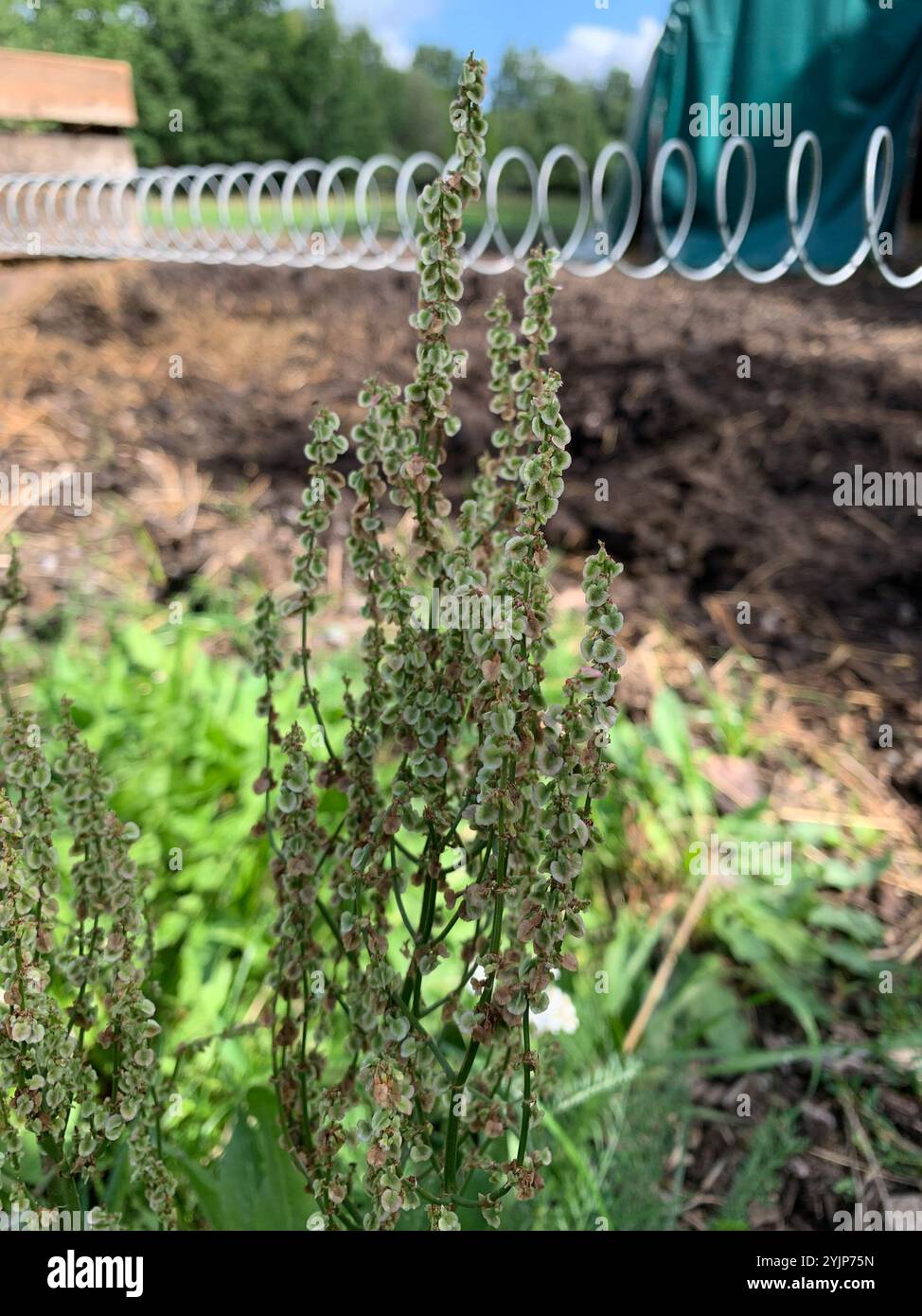 Compact Dock (Rumex thyrsiflorus Stock Photo - Alamy