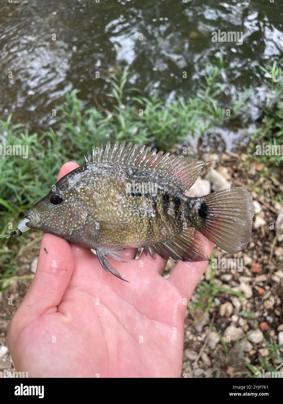 Texas Cichlid (Herichthys cyanoguttatus Stock Photo - Alamy