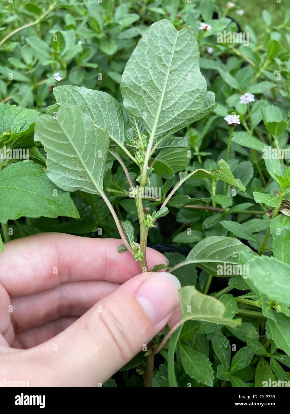 Livid Amaranth (Amaranthus blitum emarginatus Stock Photo - Alamy