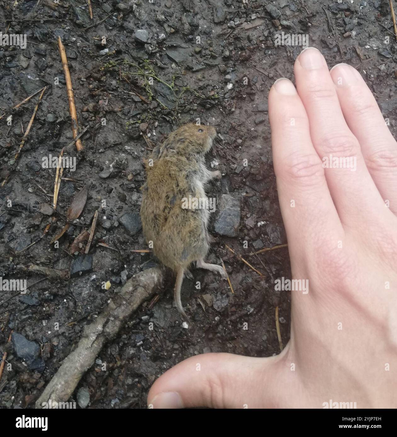 Voles, Lemmings, and Muskrats (Arvicolinae Stock Photo - Alamy