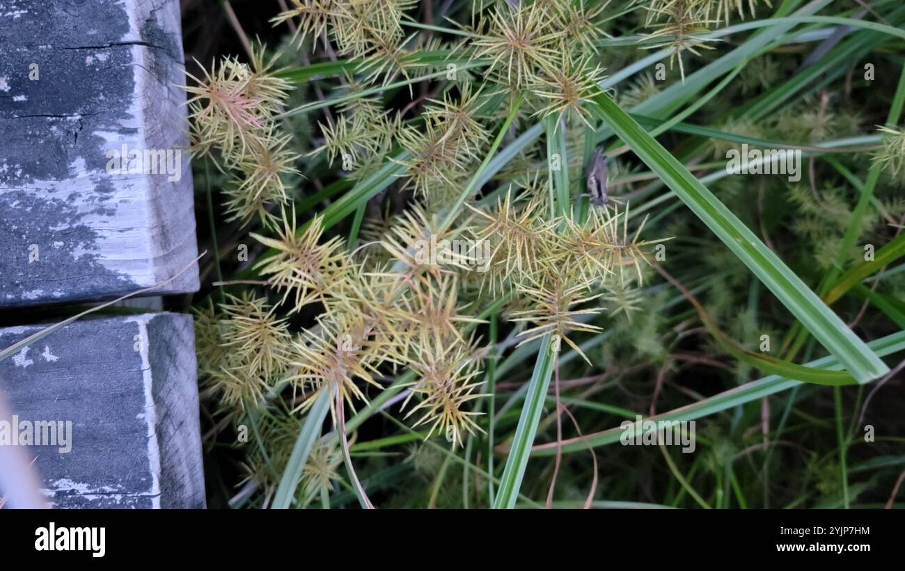 Fragrant flatsedge (Cyperus odoratus Stock Photo - Alamy