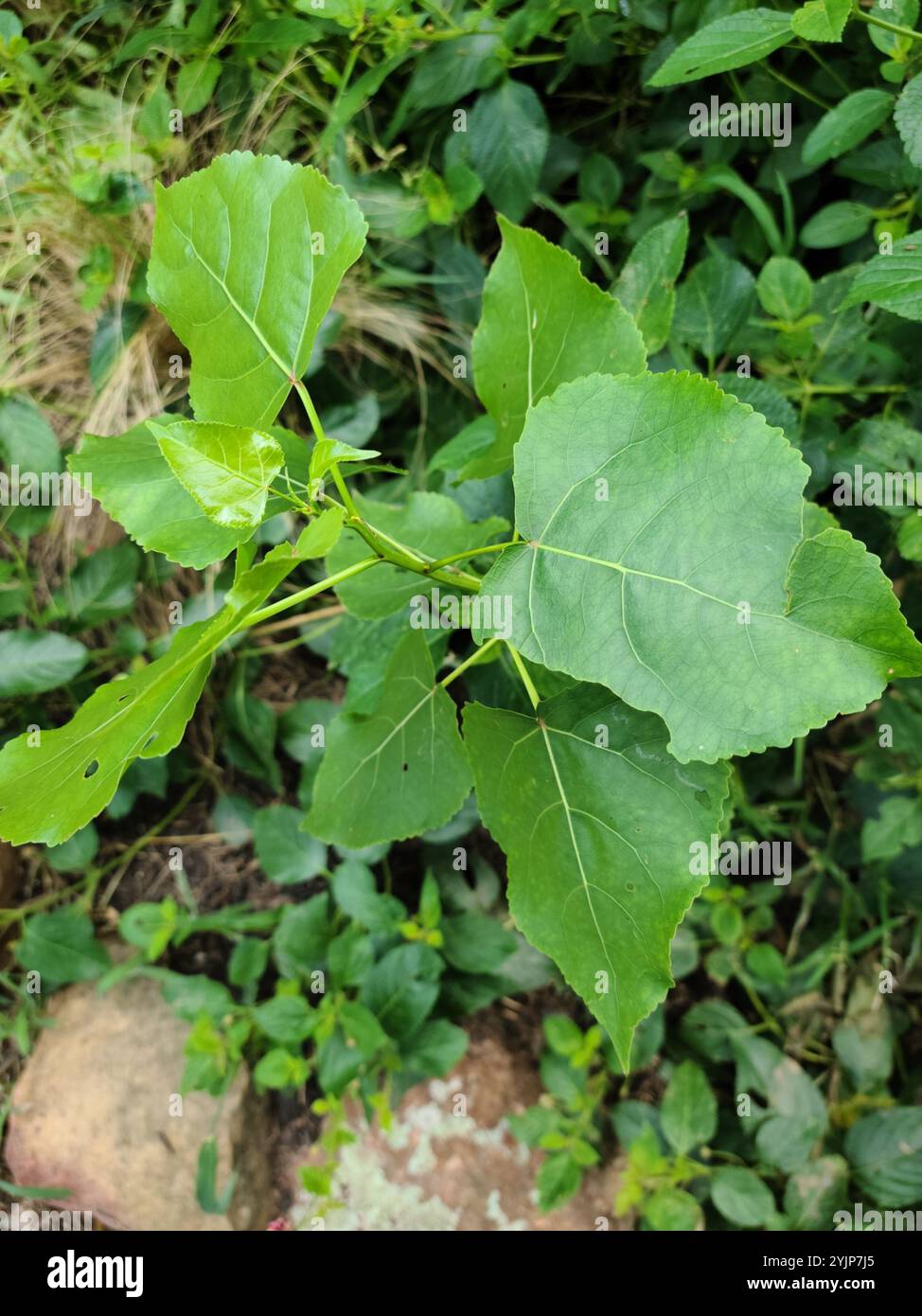 Eastern Cottonwood (Populus deltoides Stock Photo - Alamy