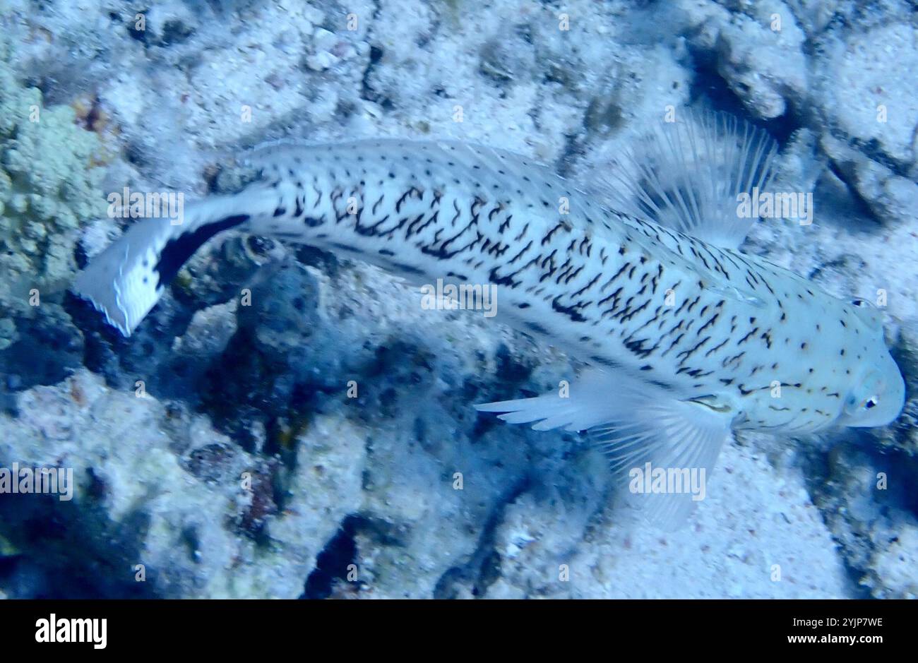 Spotted sandperch hi-res stock photography and images - Alamy