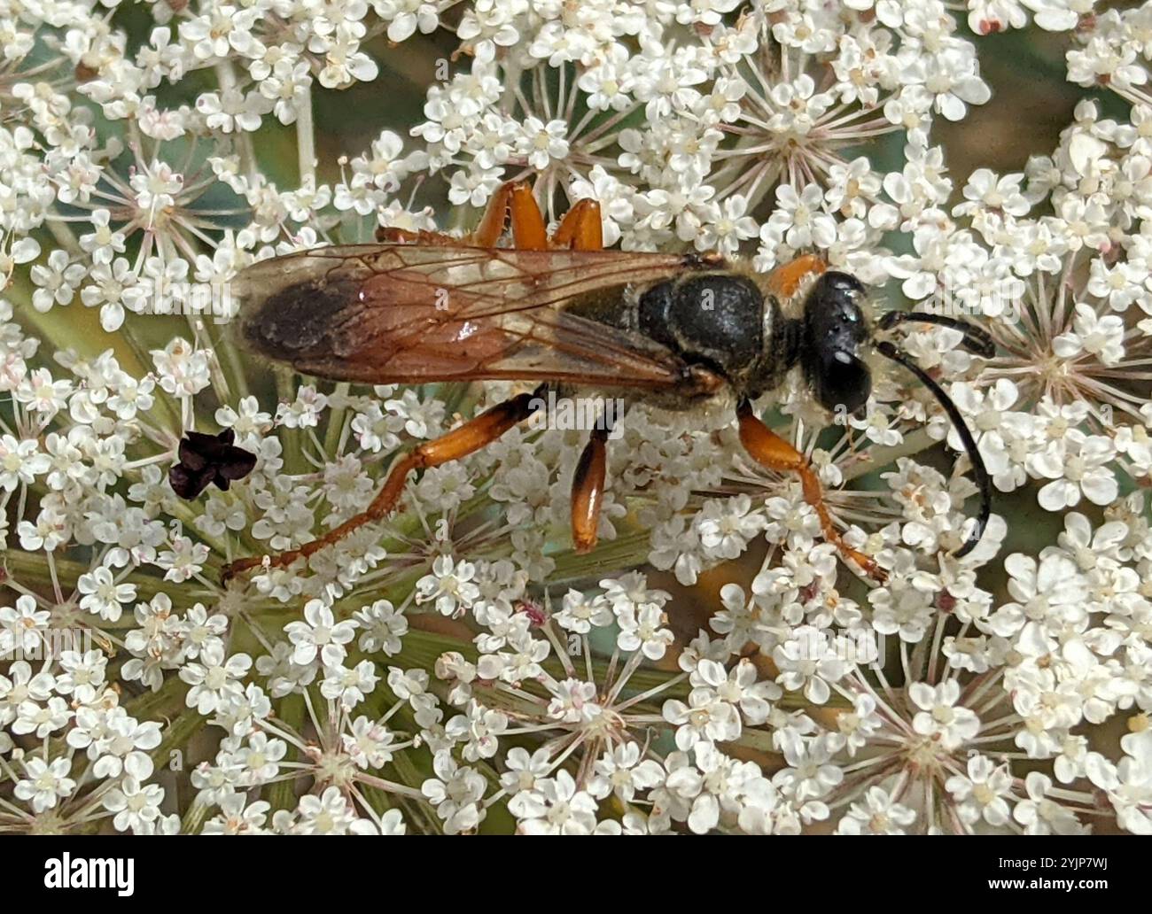 Great Golden Digger Wasp (Sphex ichneumoneus Stock Photo - Alamy