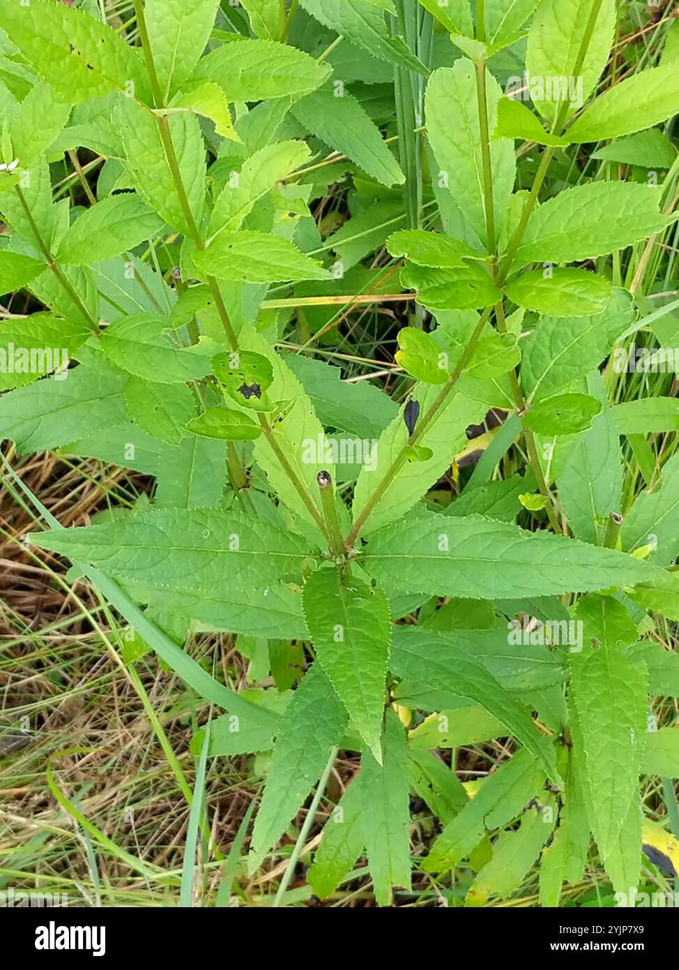 Culver's root (Veronicastrum virginicum Stock Photo - Alamy