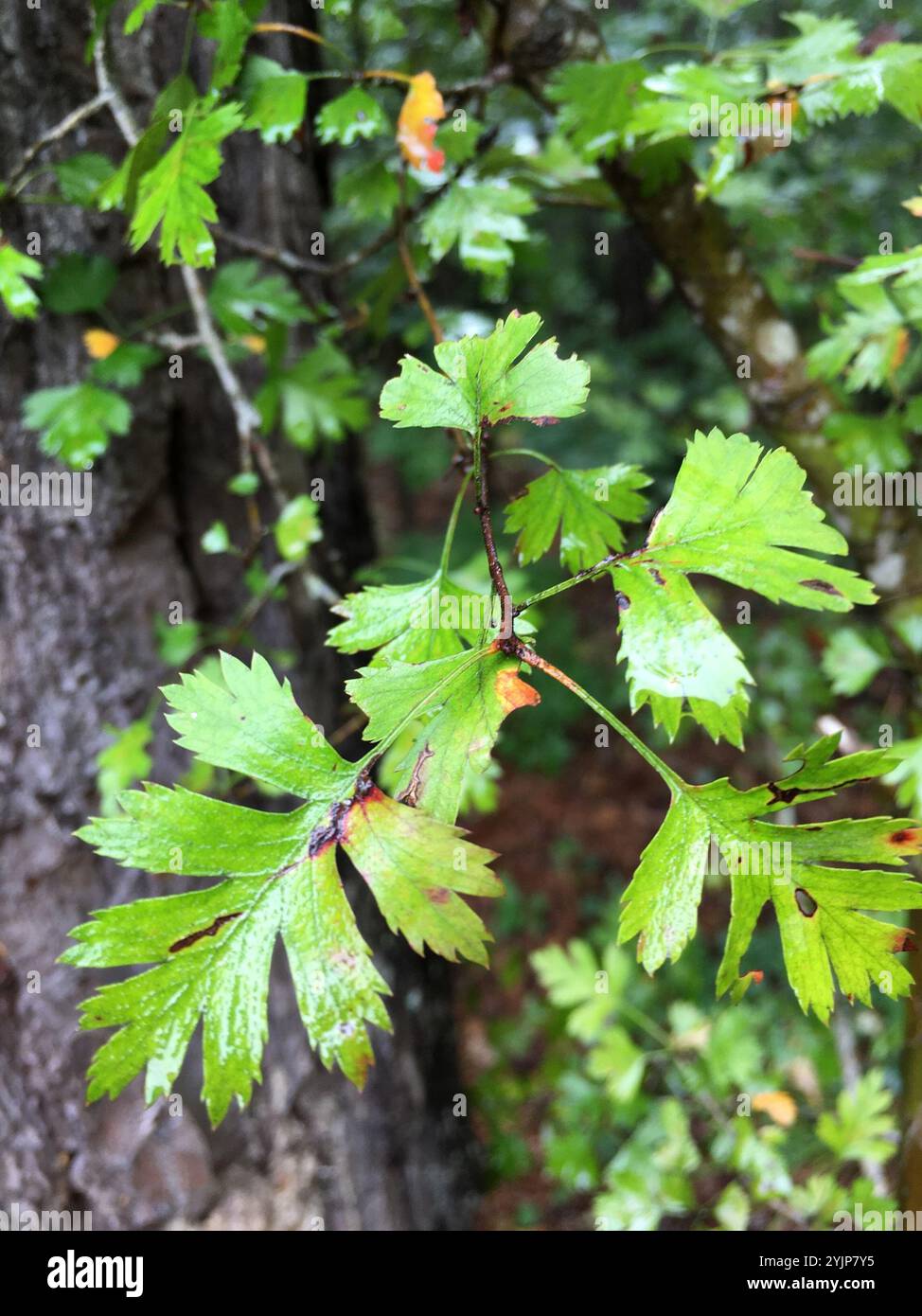 parsley hawthorn (Crataegus marshallii Stock Photo - Alamy
