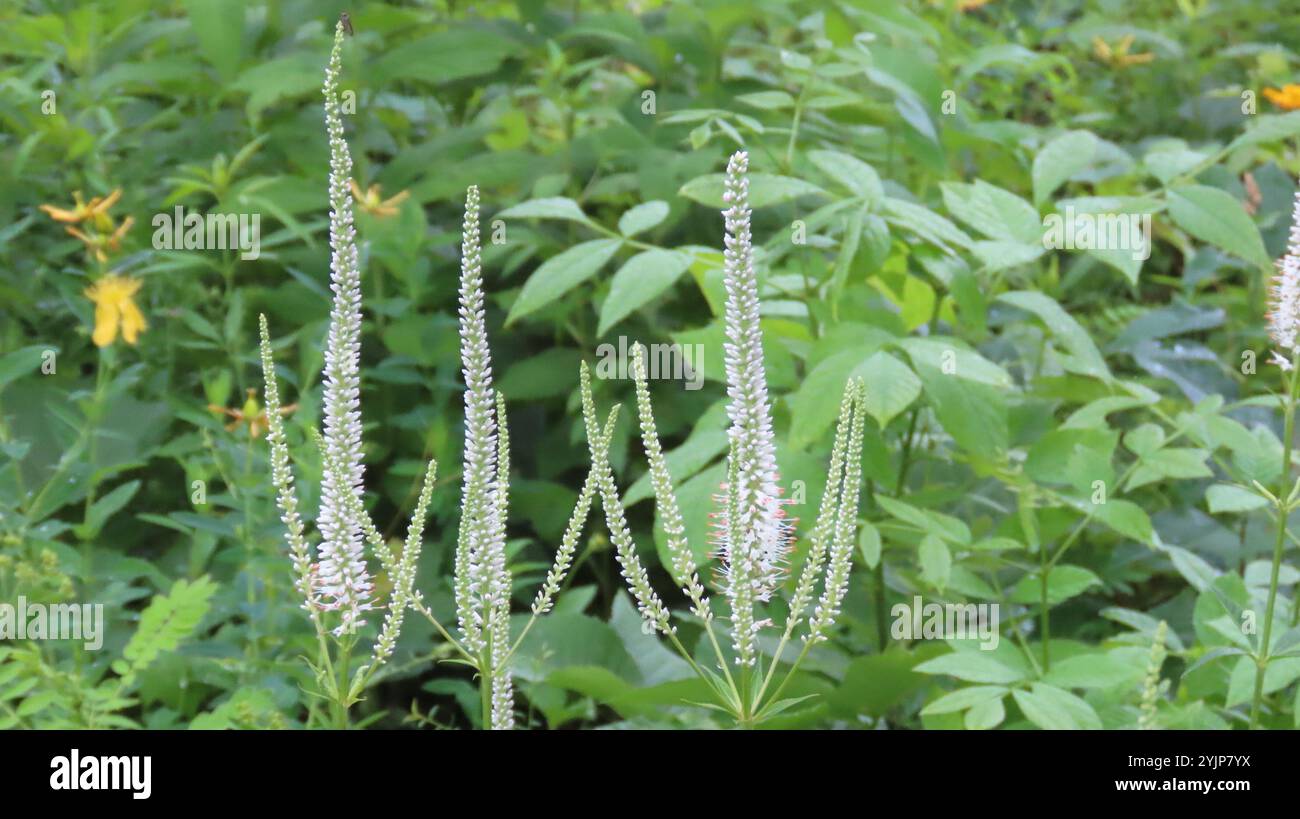 Culver's root (Veronicastrum virginicum Stock Photo - Alamy