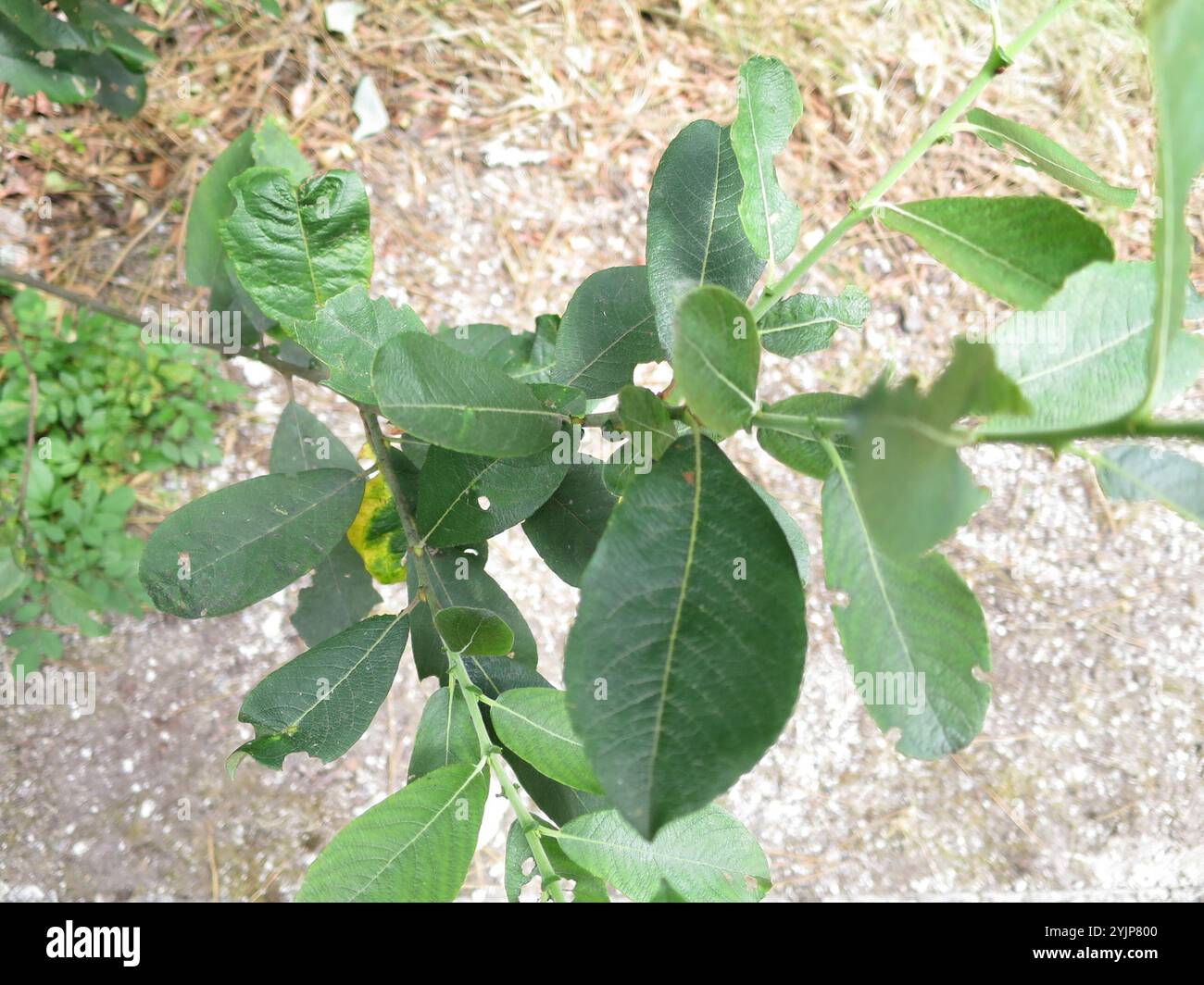 Rusty Willow (Salix atrocinerea Stock Photo - Alamy
