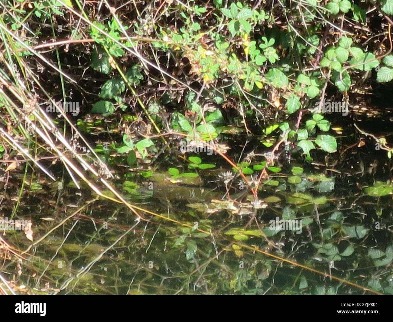 Ray-finned Fishes (Actinopterygii Stock Photo - Alamy