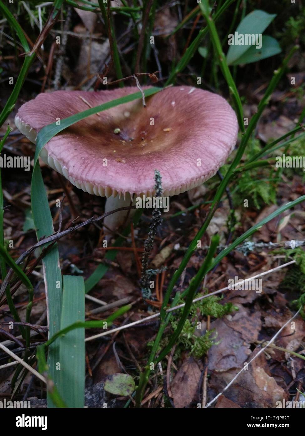 Purple Swamp Brittlegill (Russula nitida Stock Photo - Alamy