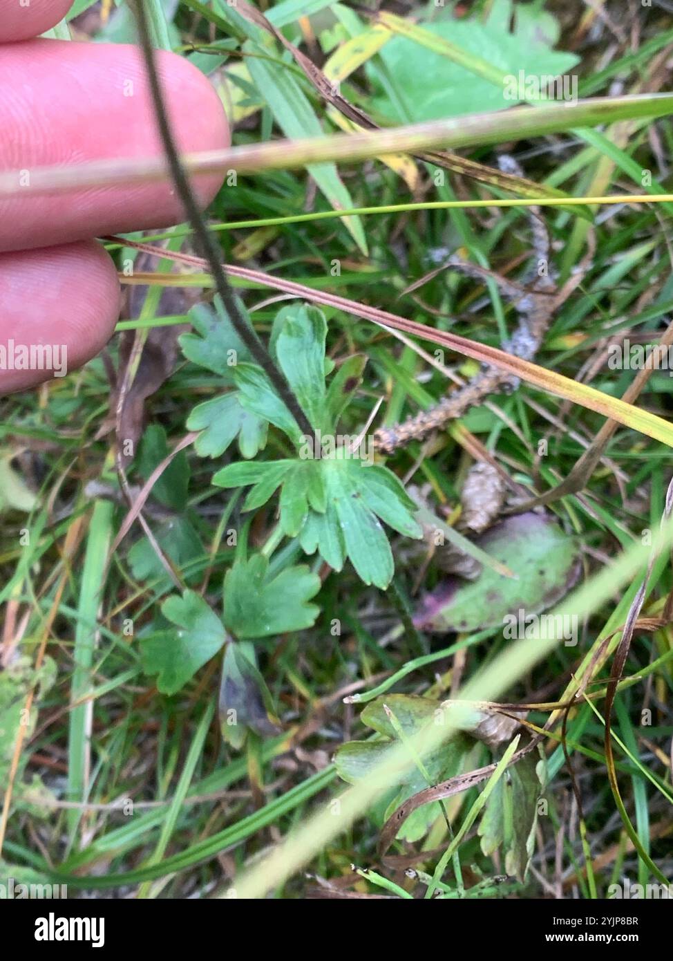 Small-flower Anemone (Anemone parviflora Stock Photo - Alamy