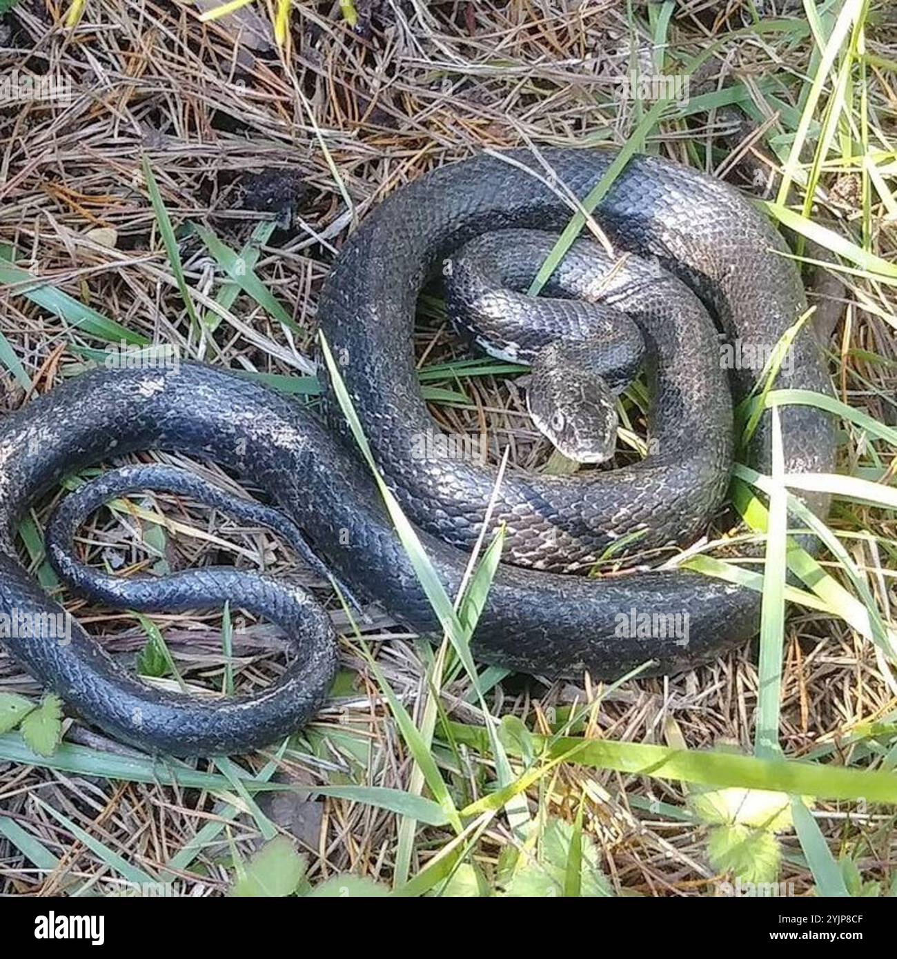 Eastern Ratsnake (Pantherophis alleghaniensis Stock Photo - Alamy