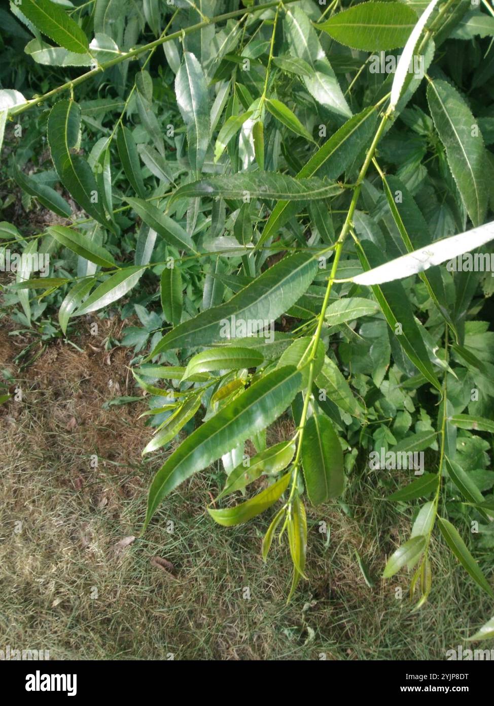 hybrid crack willow (Salix × fragilis Stock Photo - Alamy