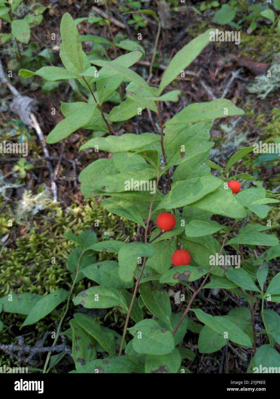 Northern Comandra (Geocaulon lividum Stock Photo - Alamy