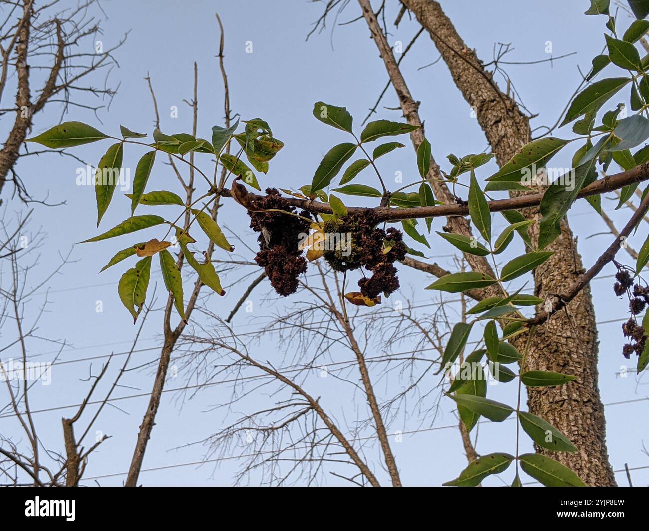 Ash Flower Gall Mite (Aceria fraxiniflora Stock Photo - Alamy