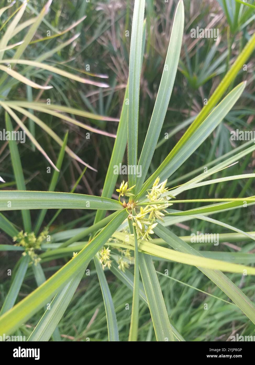 Mat Sedge (Cyperus textilis Stock Photo - Alamy