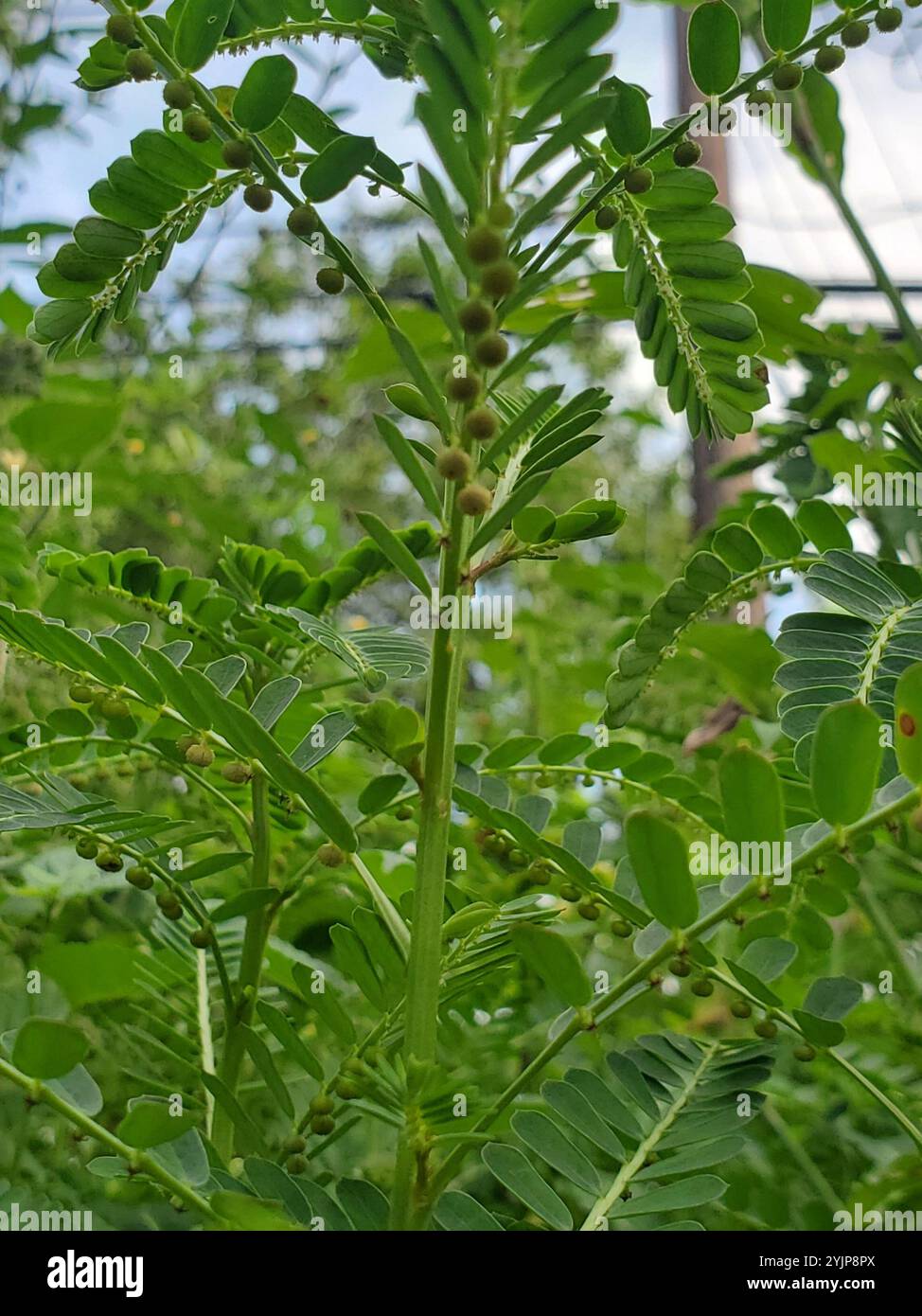 Chamberbitter (Phyllanthus urinaria Stock Photo - Alamy