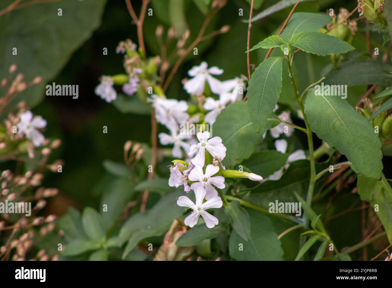 common soapwort (Saponaria officinalis Stock Photo - Alamy