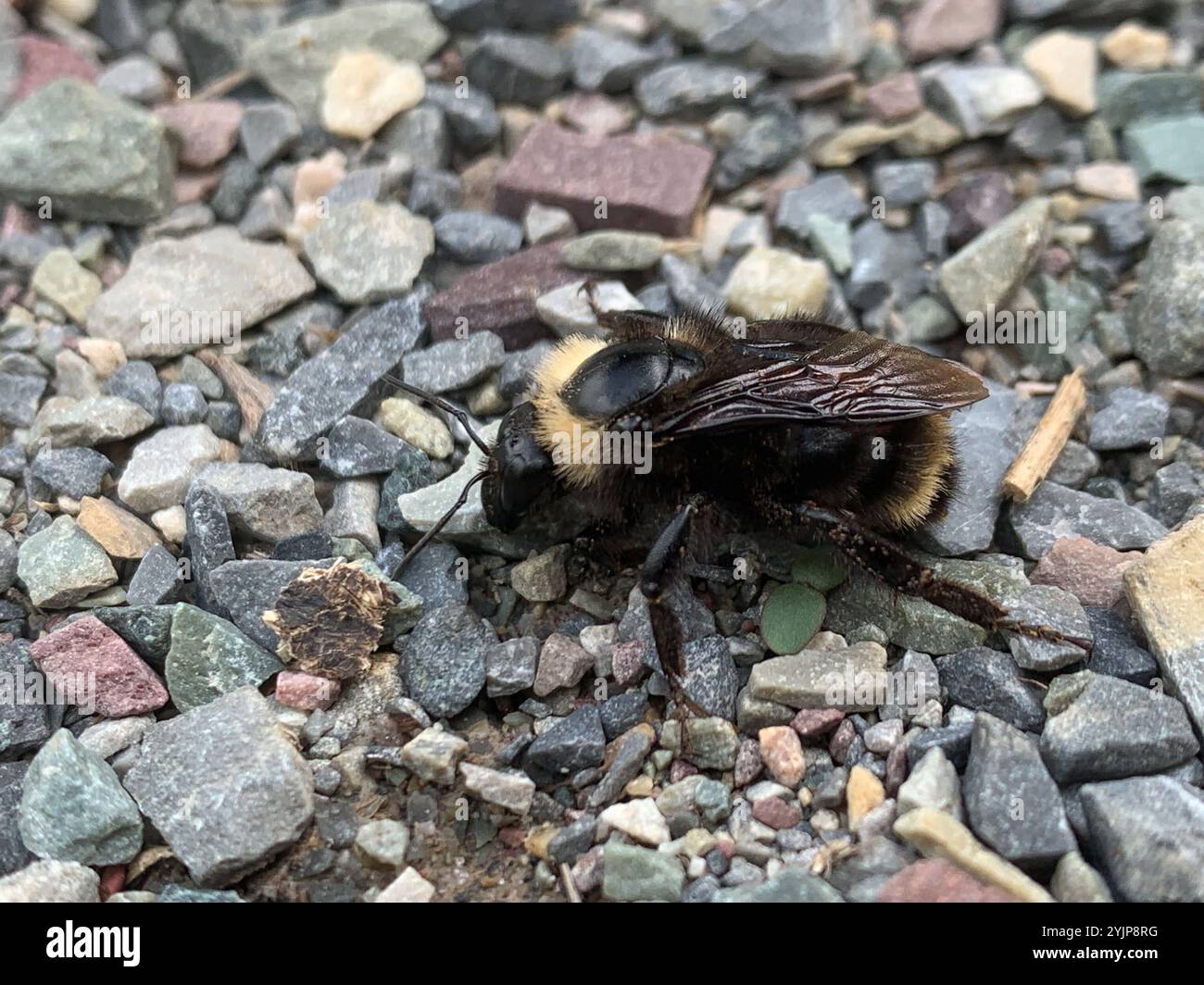 California Bumble Bee (Bombus californicus Stock Photo - Alamy