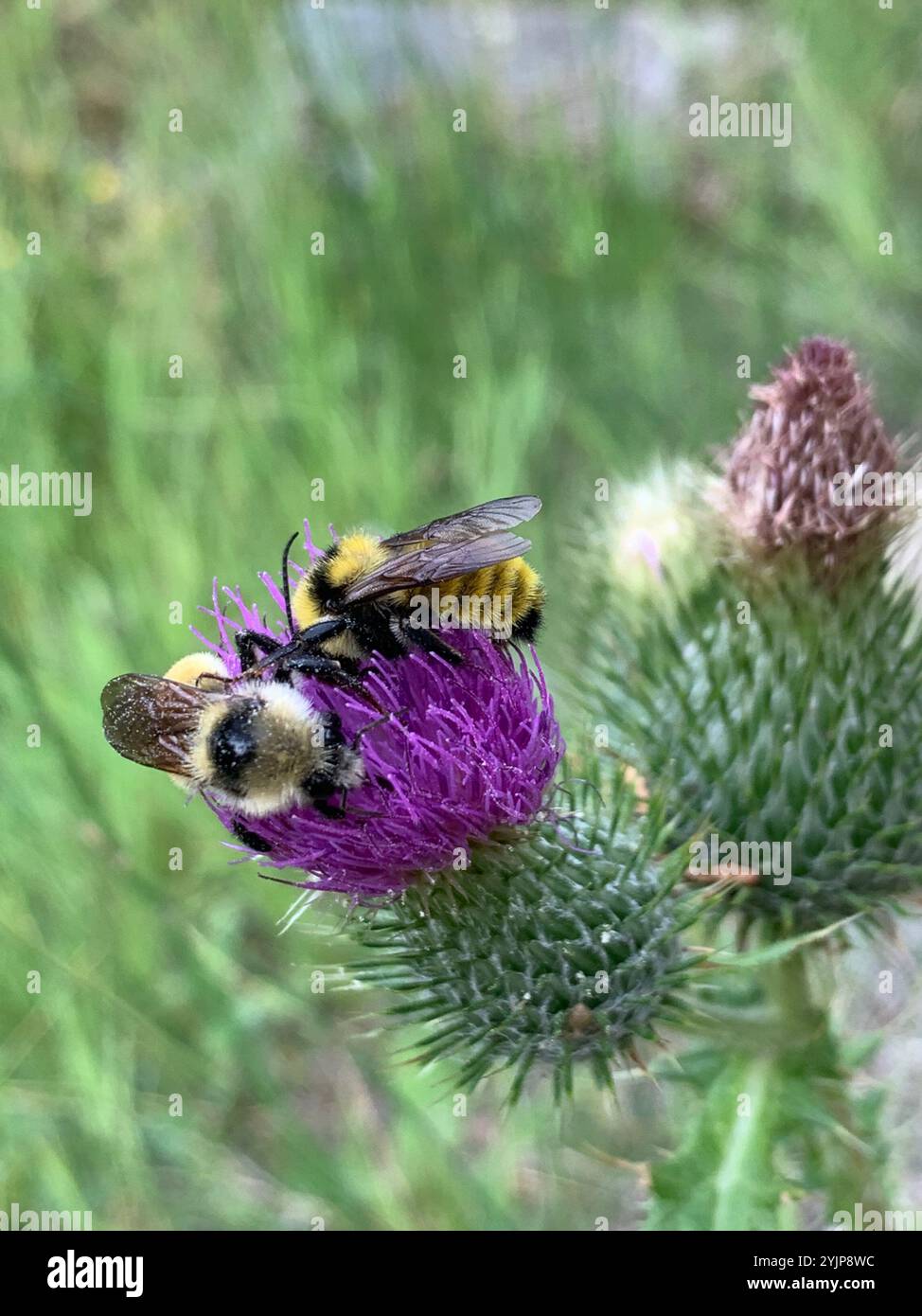 Fervidus fervidus hi-res stock photography and images - Alamy