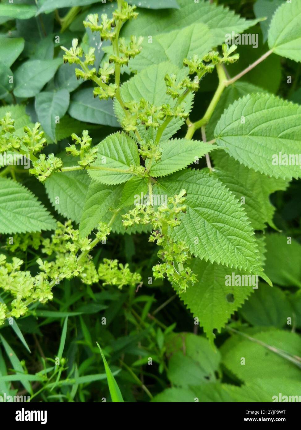 wood nettle (Laportea canadensis Stock Photo - Alamy