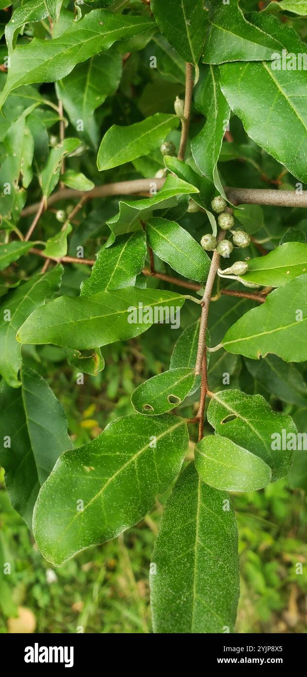 autumn olive (Elaeagnus umbellata Stock Photo - Alamy