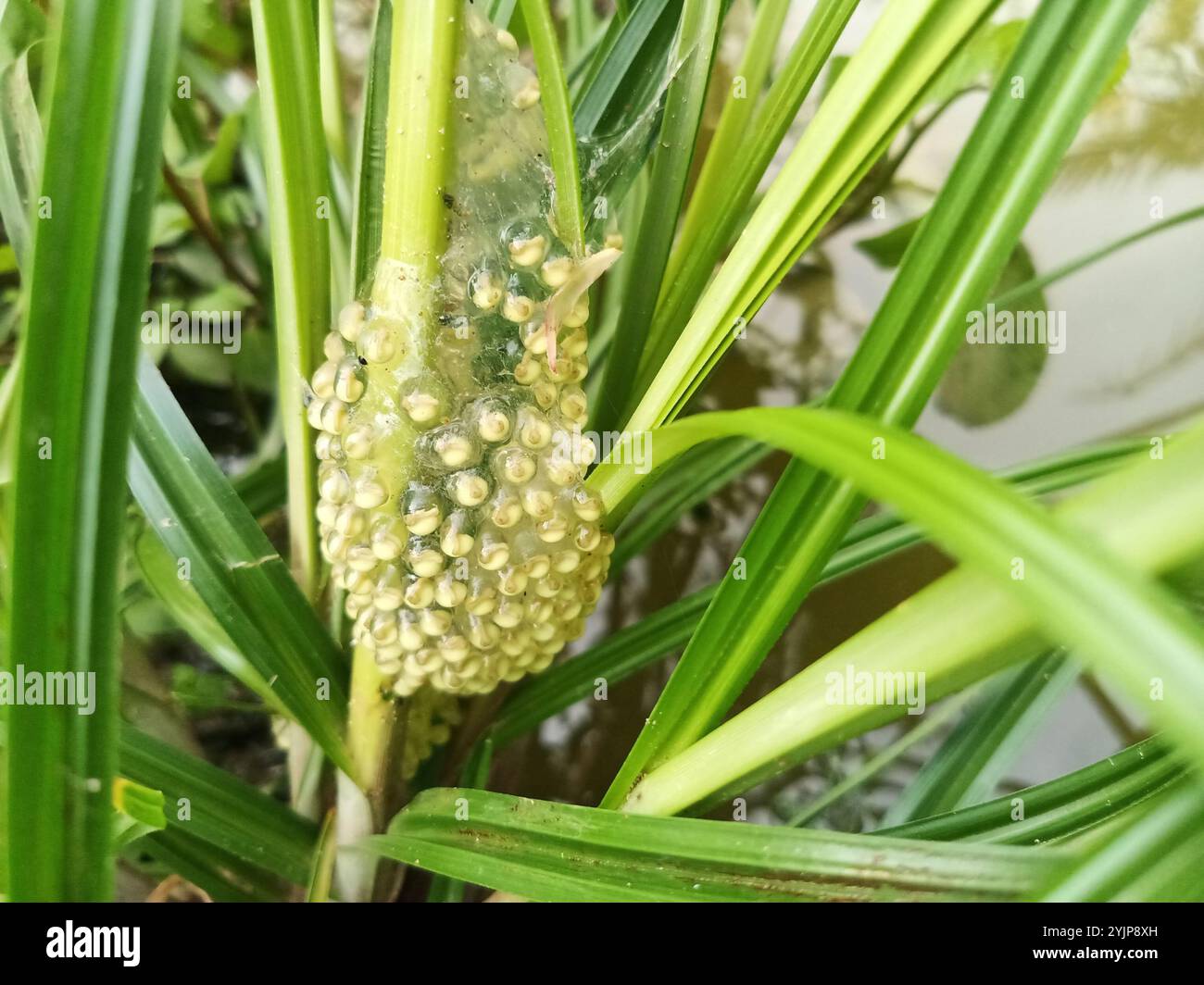 Mexican Giant Tree Frog (Agalychnis dacnicolor Stock Photo - Alamy
