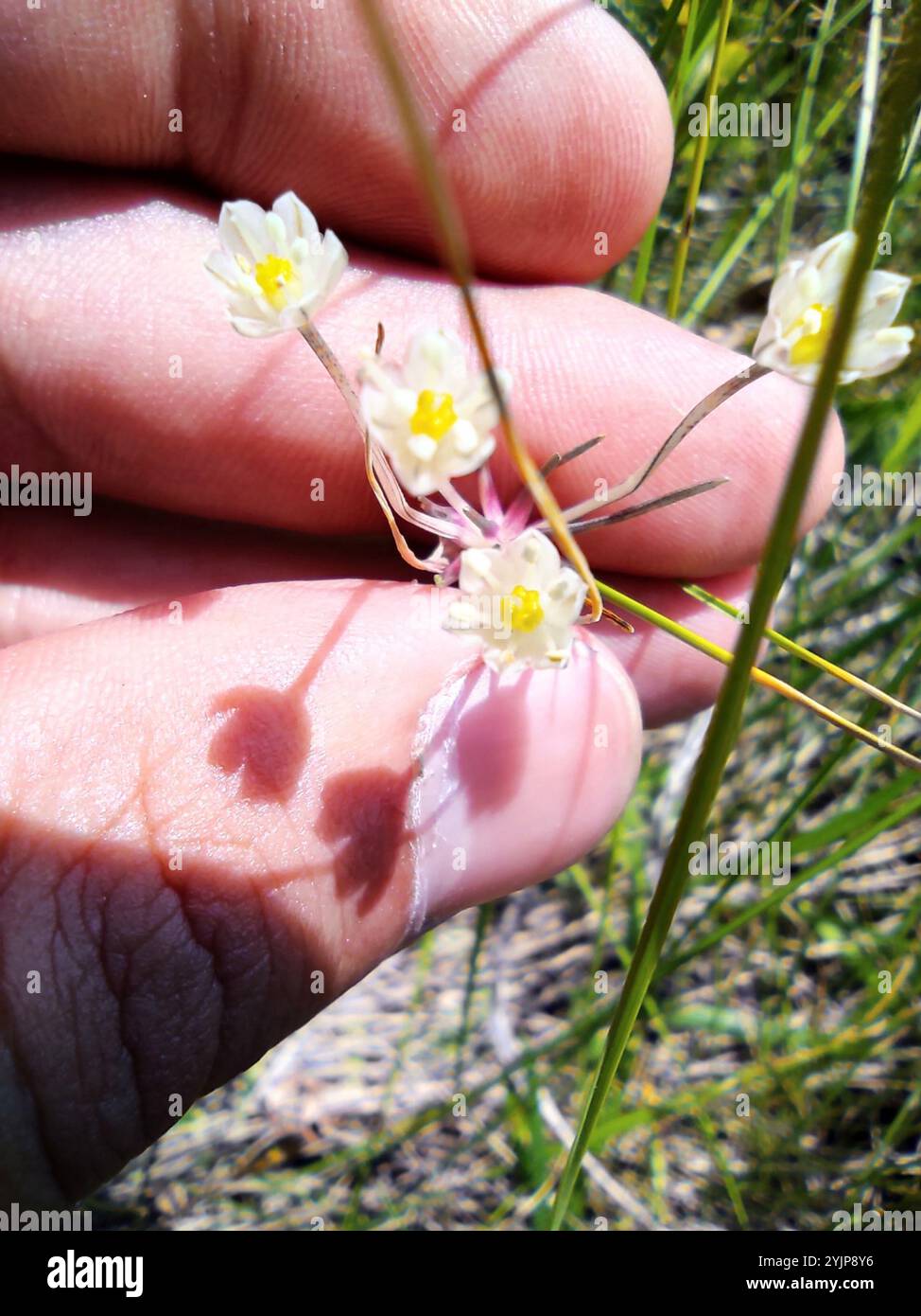 field garlic (Allium oleraceum Stock Photo - Alamy