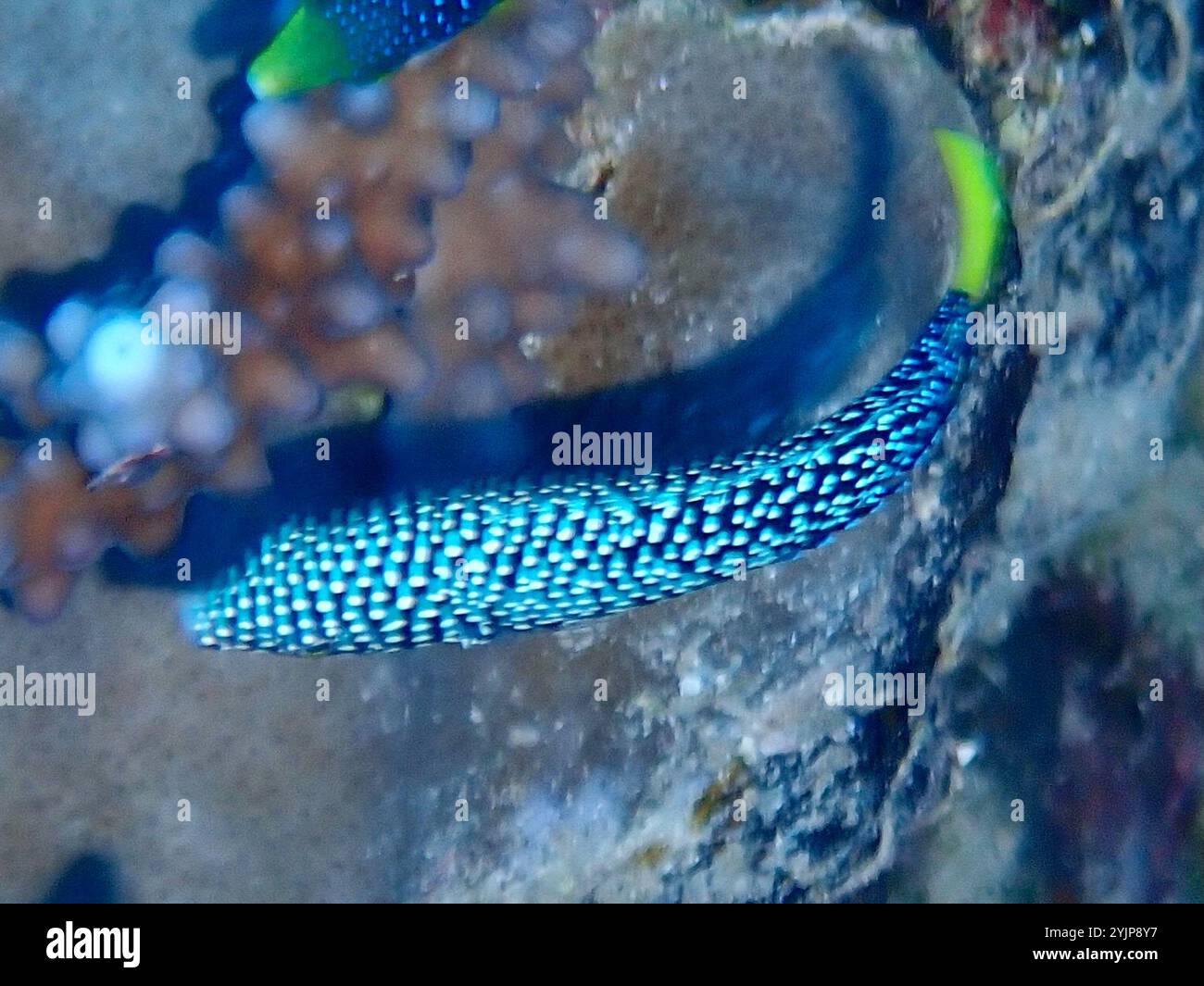 Yellowtail Wrasse (Anampses meleagrides Stock Photo - Alamy
