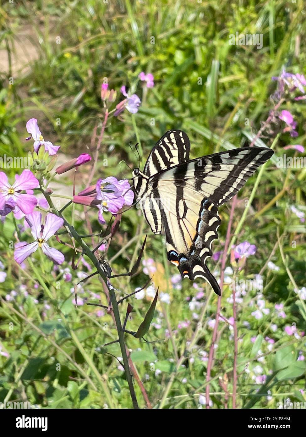 Pale Swallowtail (Papilio eurymedon Stock Photo - Alamy