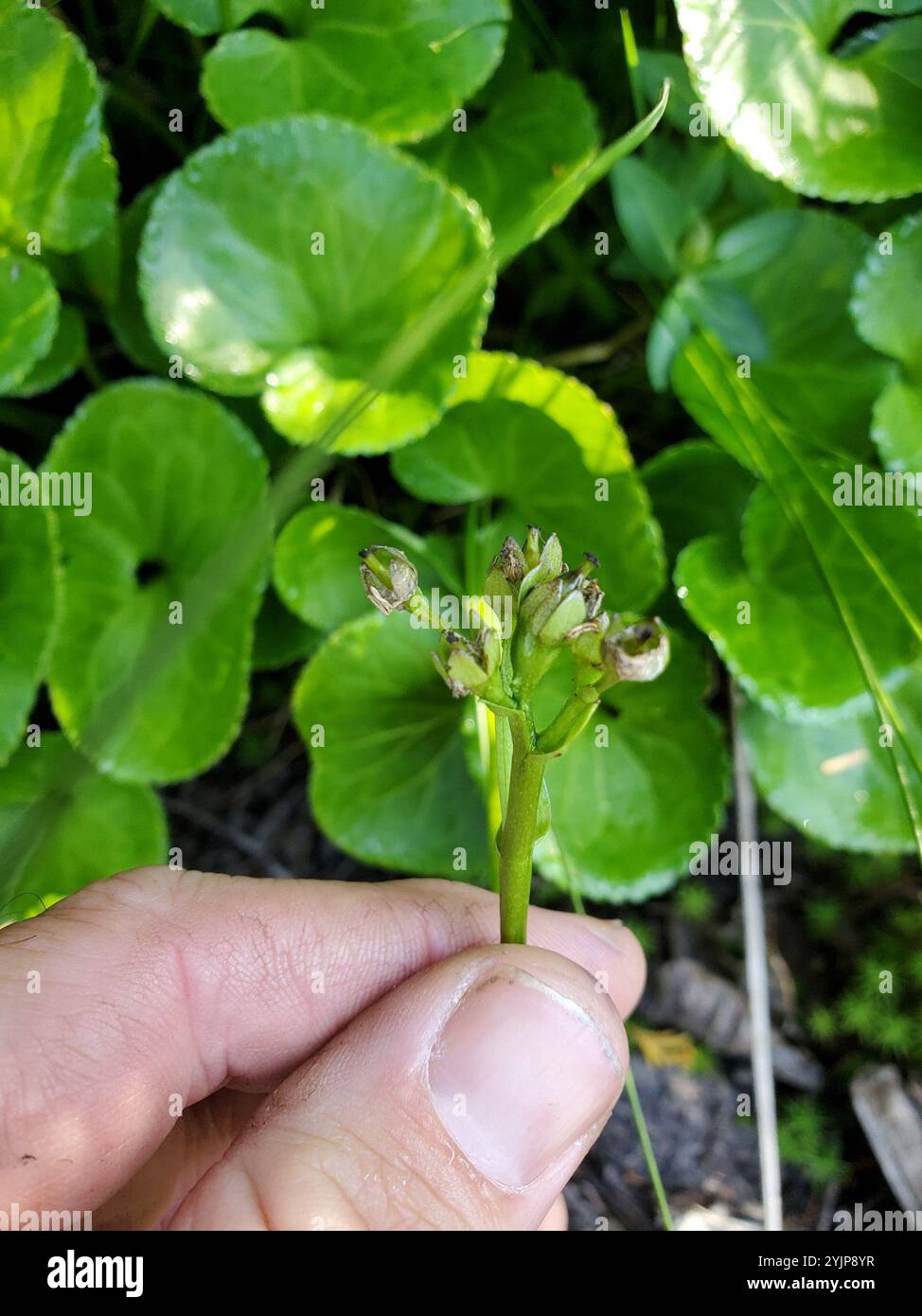 Deer-cabbage (Nephrophyllidium crista-galli Stock Photo - Alamy