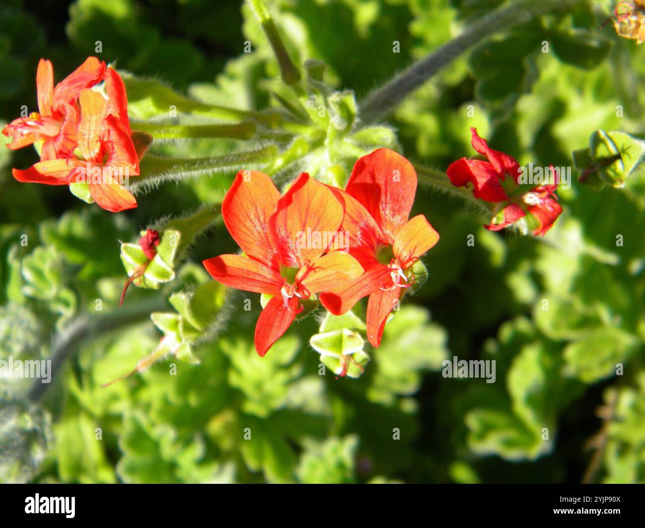 Red Mallow (Pelargonium fulgidum Stock Photo - Alamy