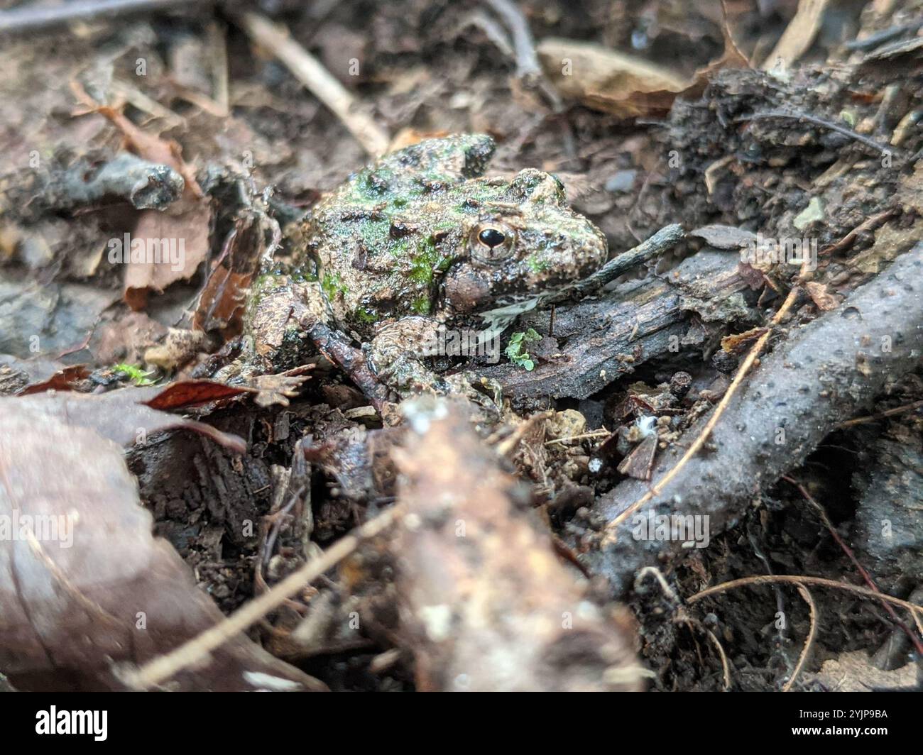 Northern Cricket Frog (Acris crepitans Stock Photo - Alamy