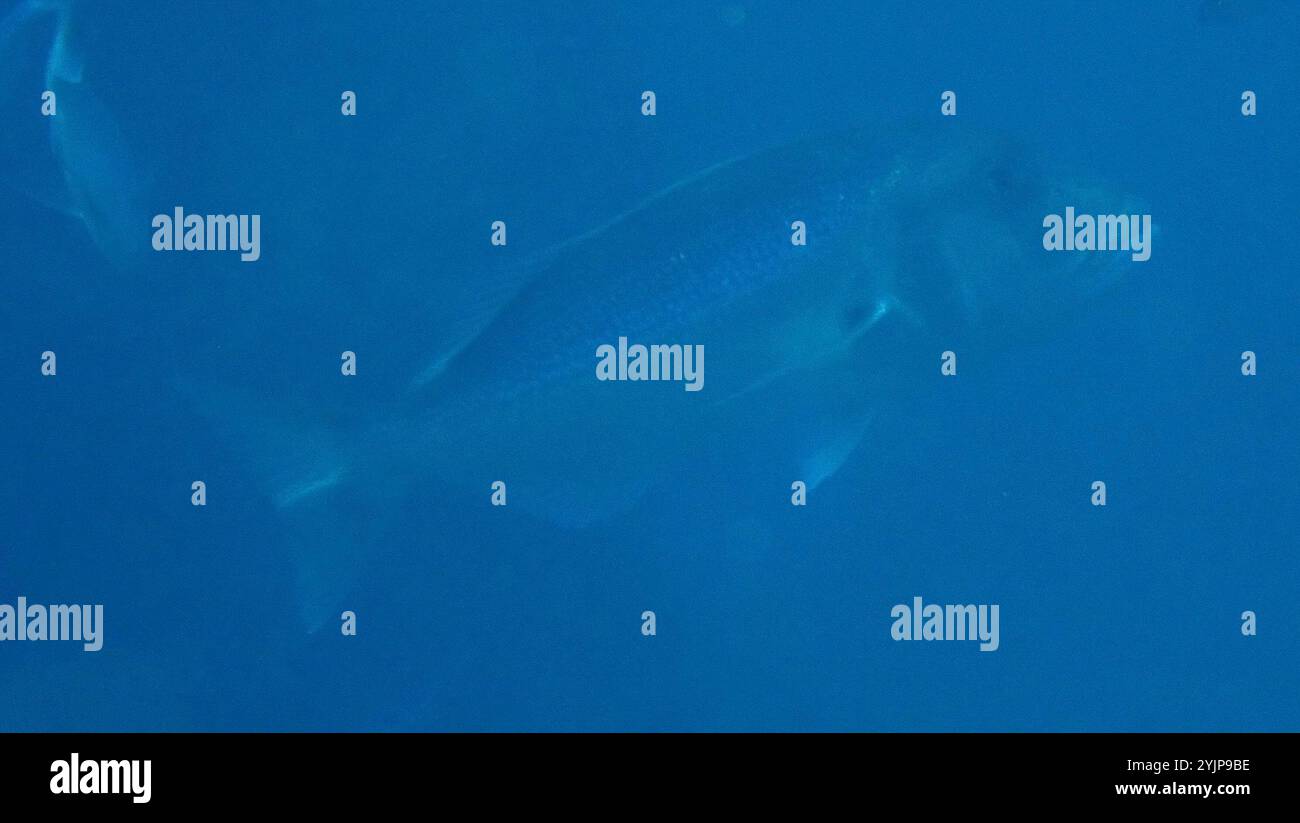 Dentex (Dentex dentex Stock Photo - Alamy