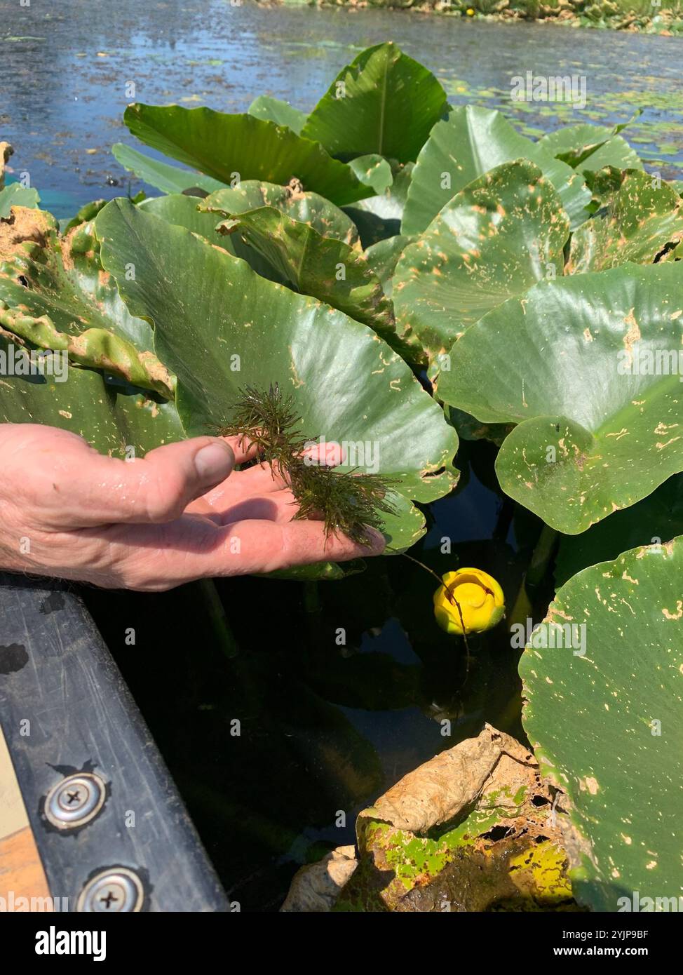 coontail (Ceratophyllum demersum Stock Photo - Alamy