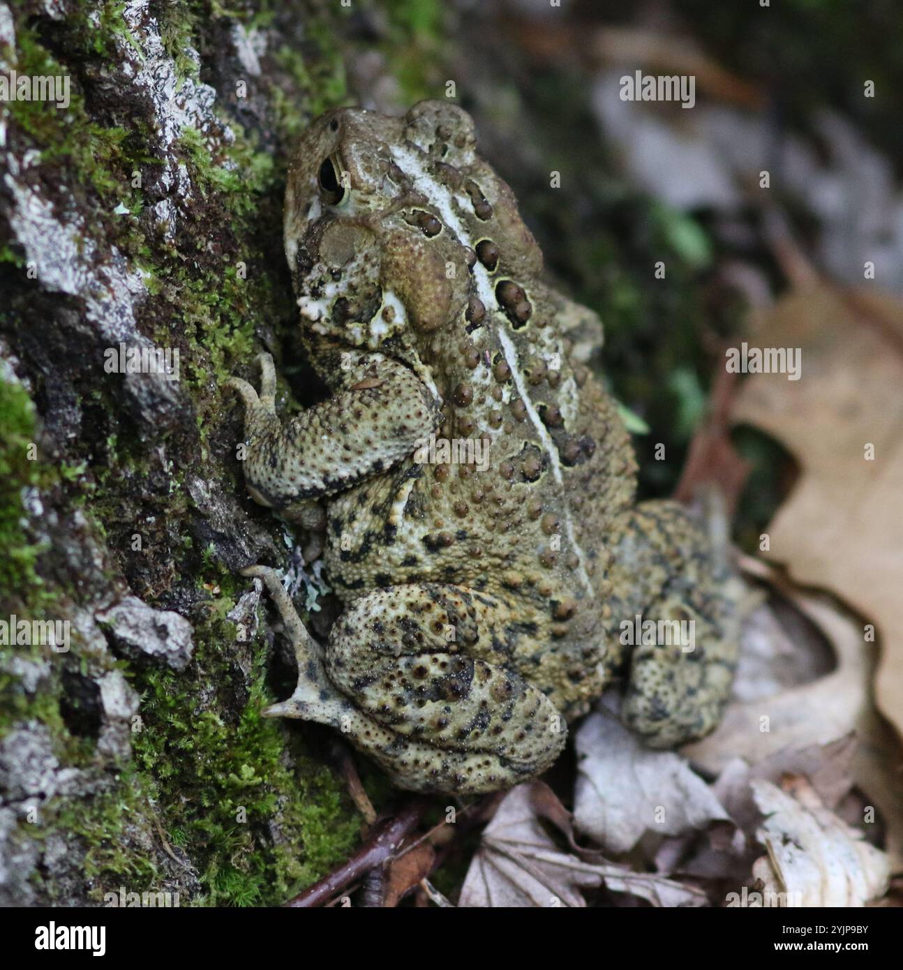 American Toad (Anaxyrus americanus Stock Photo - Alamy