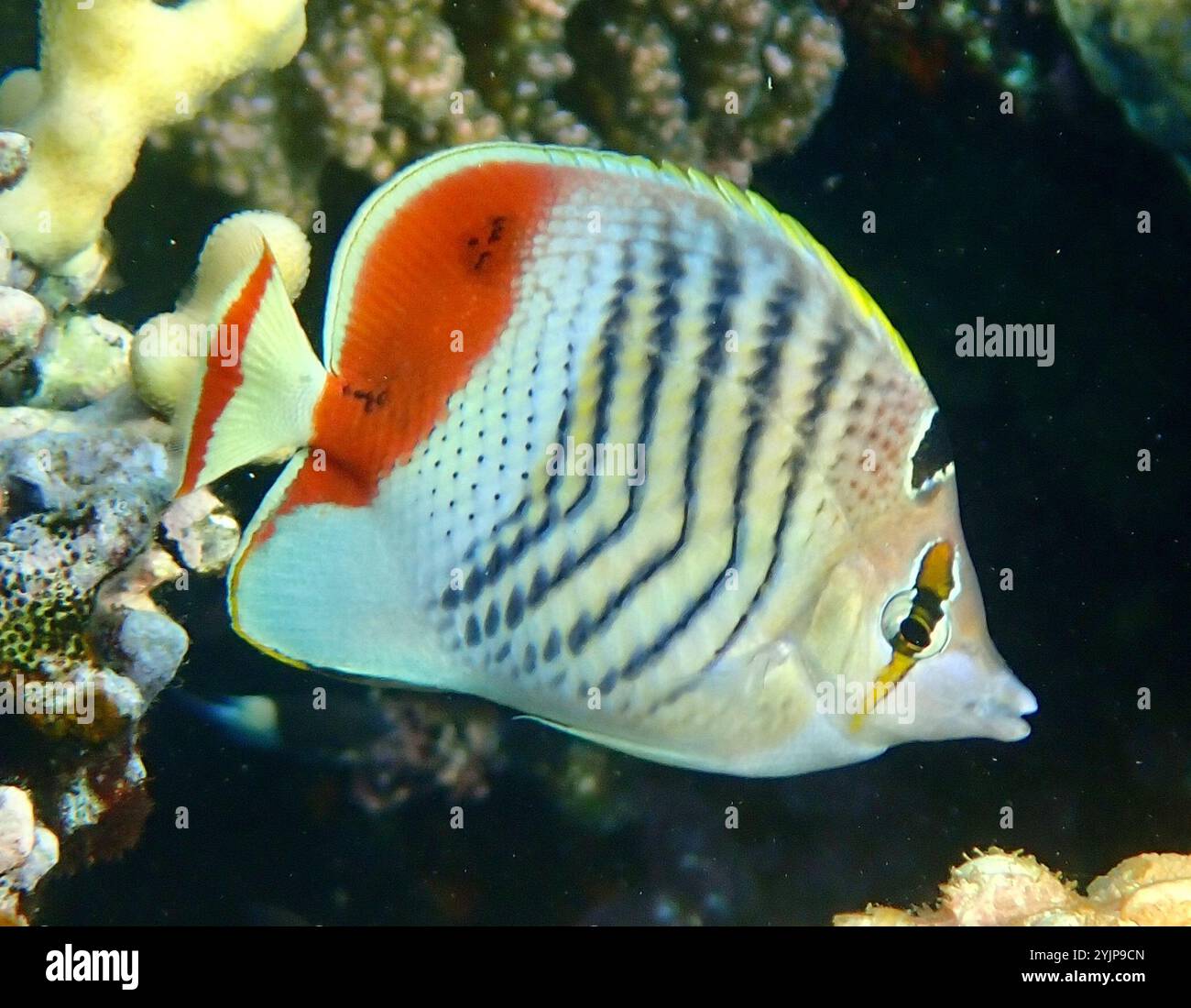 Crown Butterflyfish (Chaetodon paucifasciatus Stock Photo - Alamy