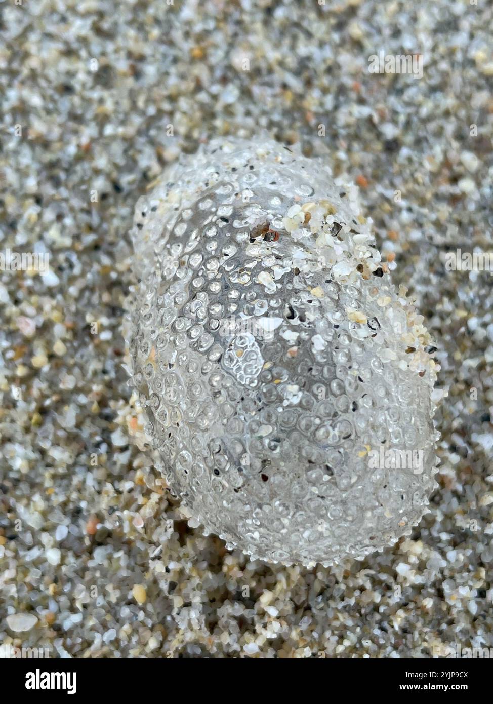 Spectacular Corolla (Corolla spectabilis Stock Photo - Alamy