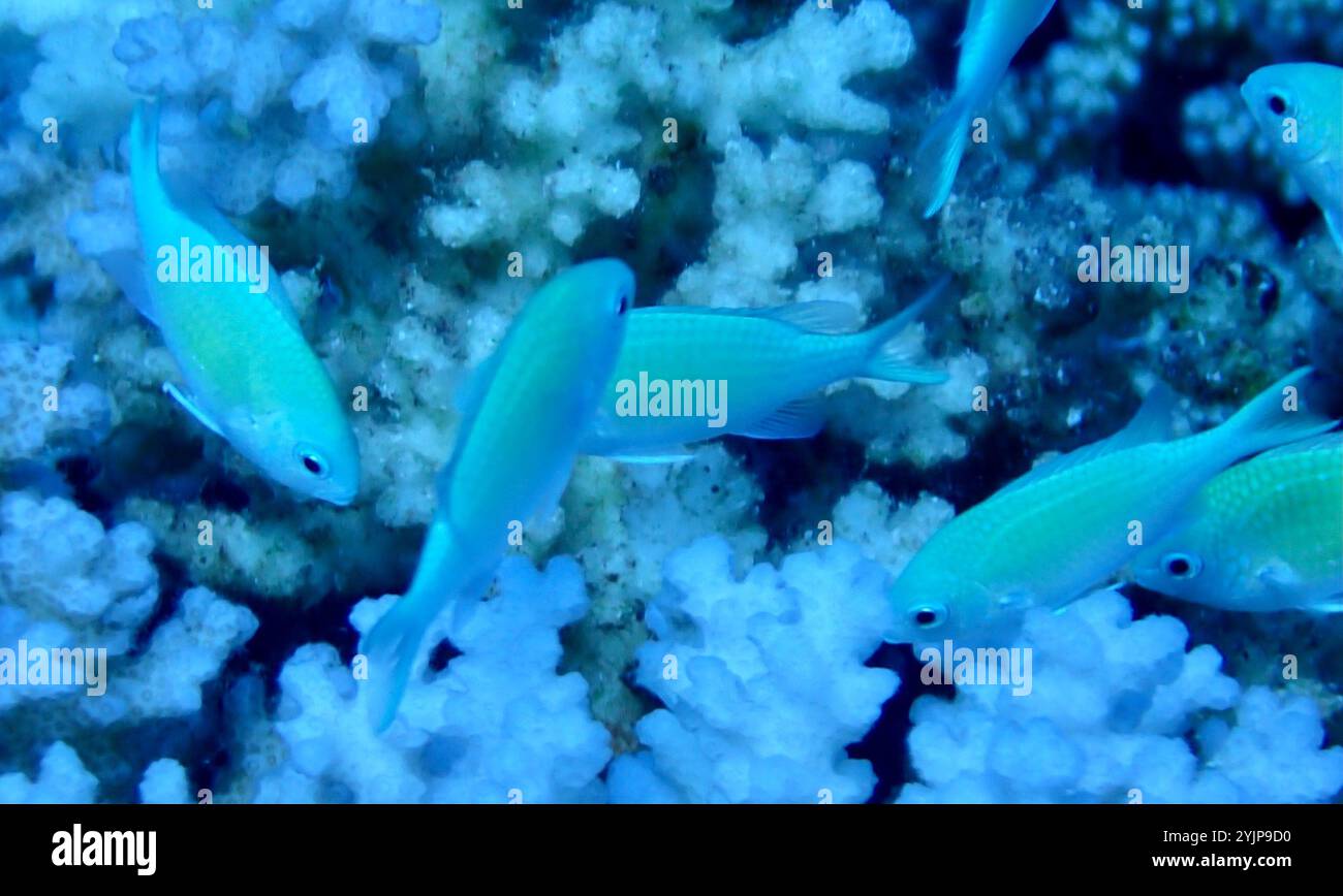 Blue-green Chromis (Chromis viridis Stock Photo - Alamy